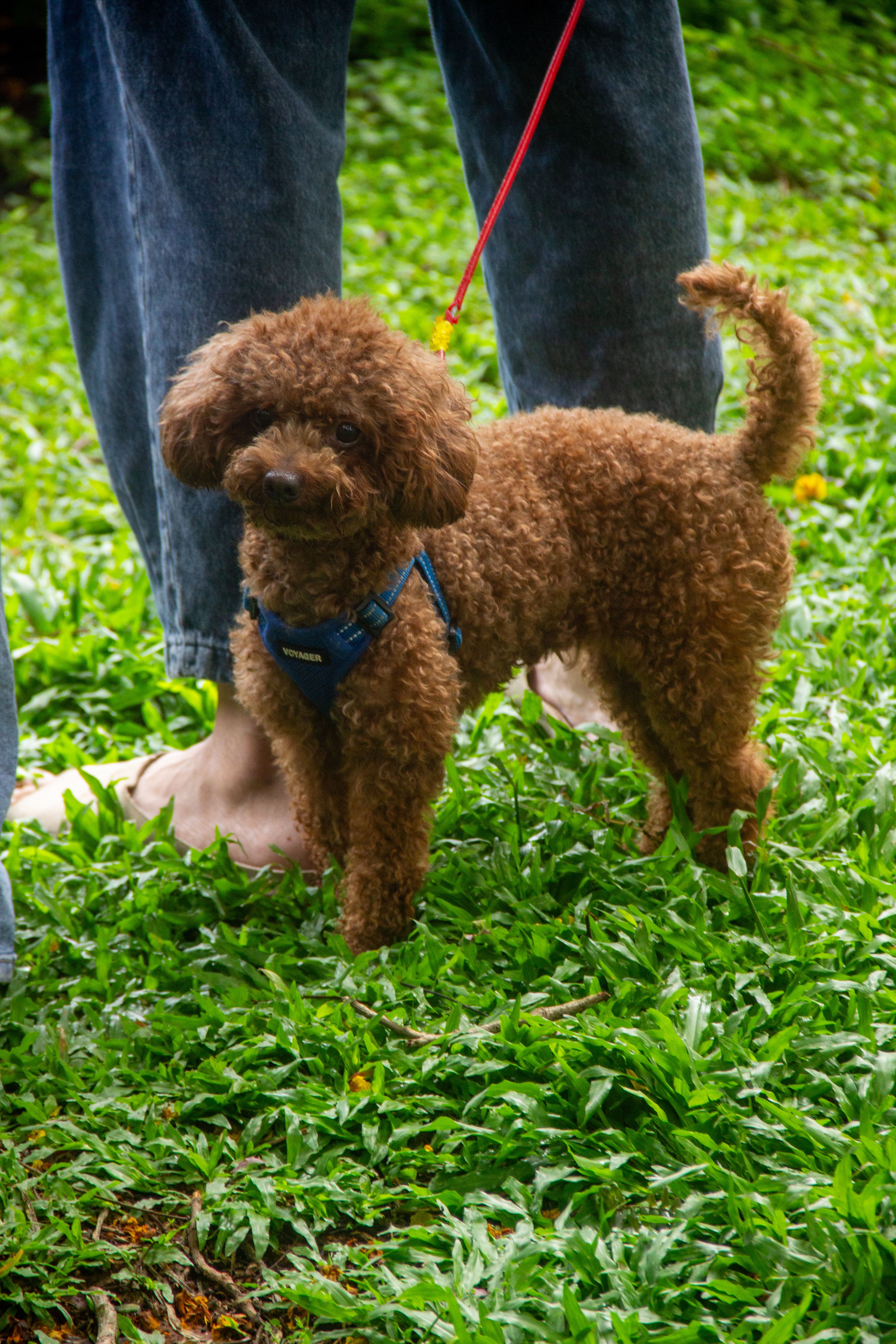 Woof Woofs Photos, Download The BEST Free Woof Woofs Stock Photos & HD ...