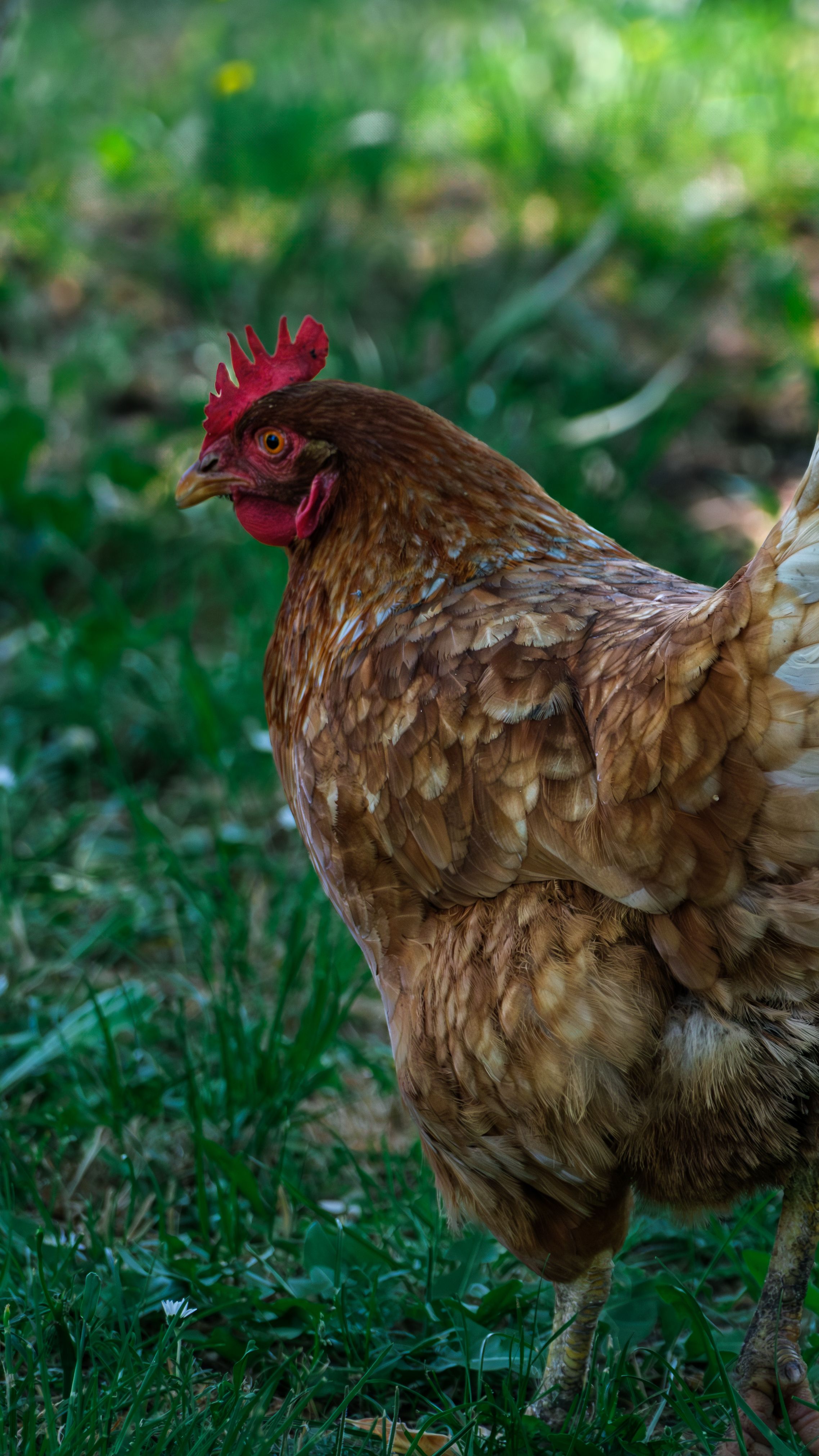 Brown Chicken Foraging in Green Grass Outdoors · Free Stock Photo