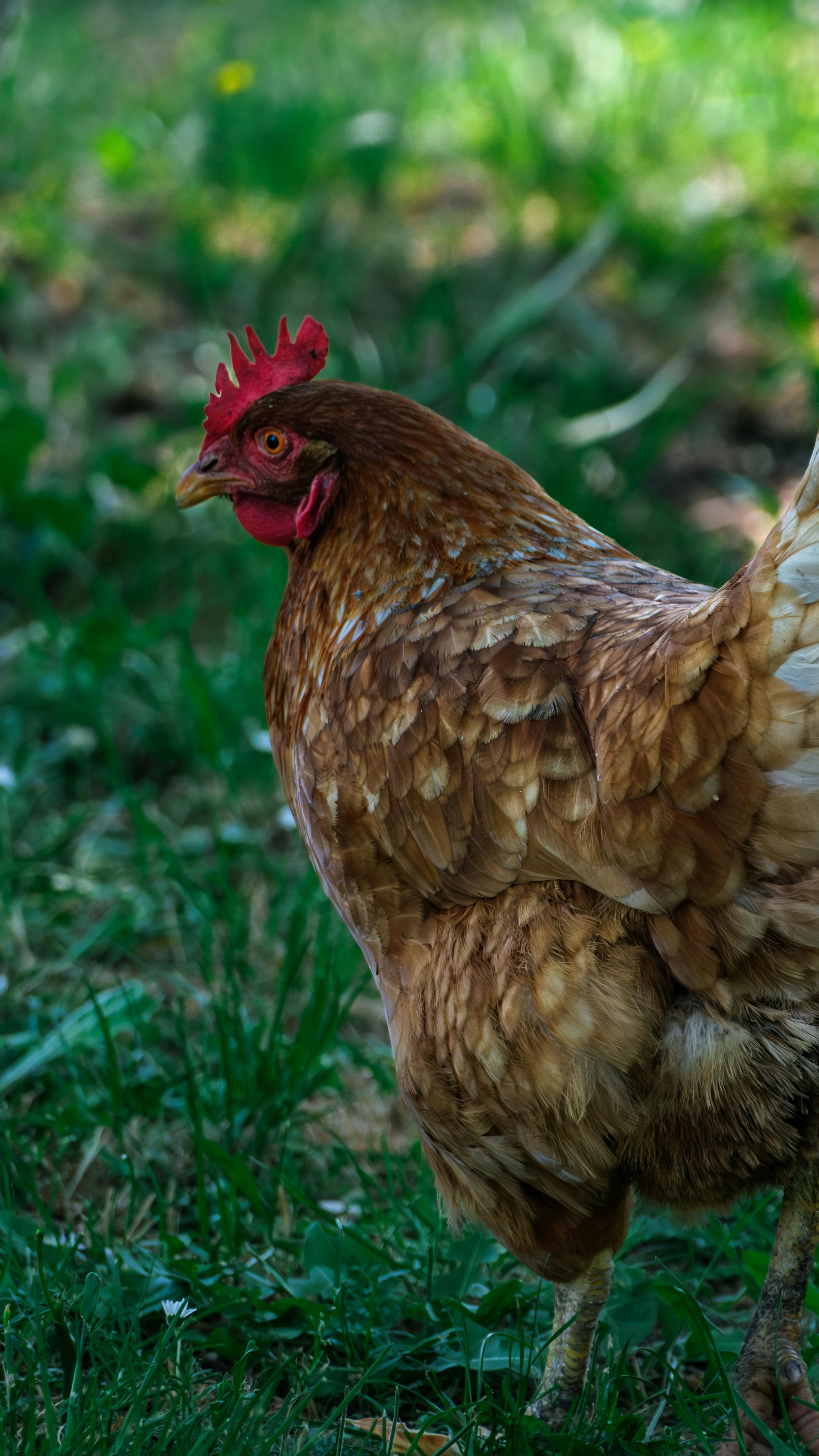 Brown Chicken Foraging in Green Grass Outdoors · Free Stock Photo