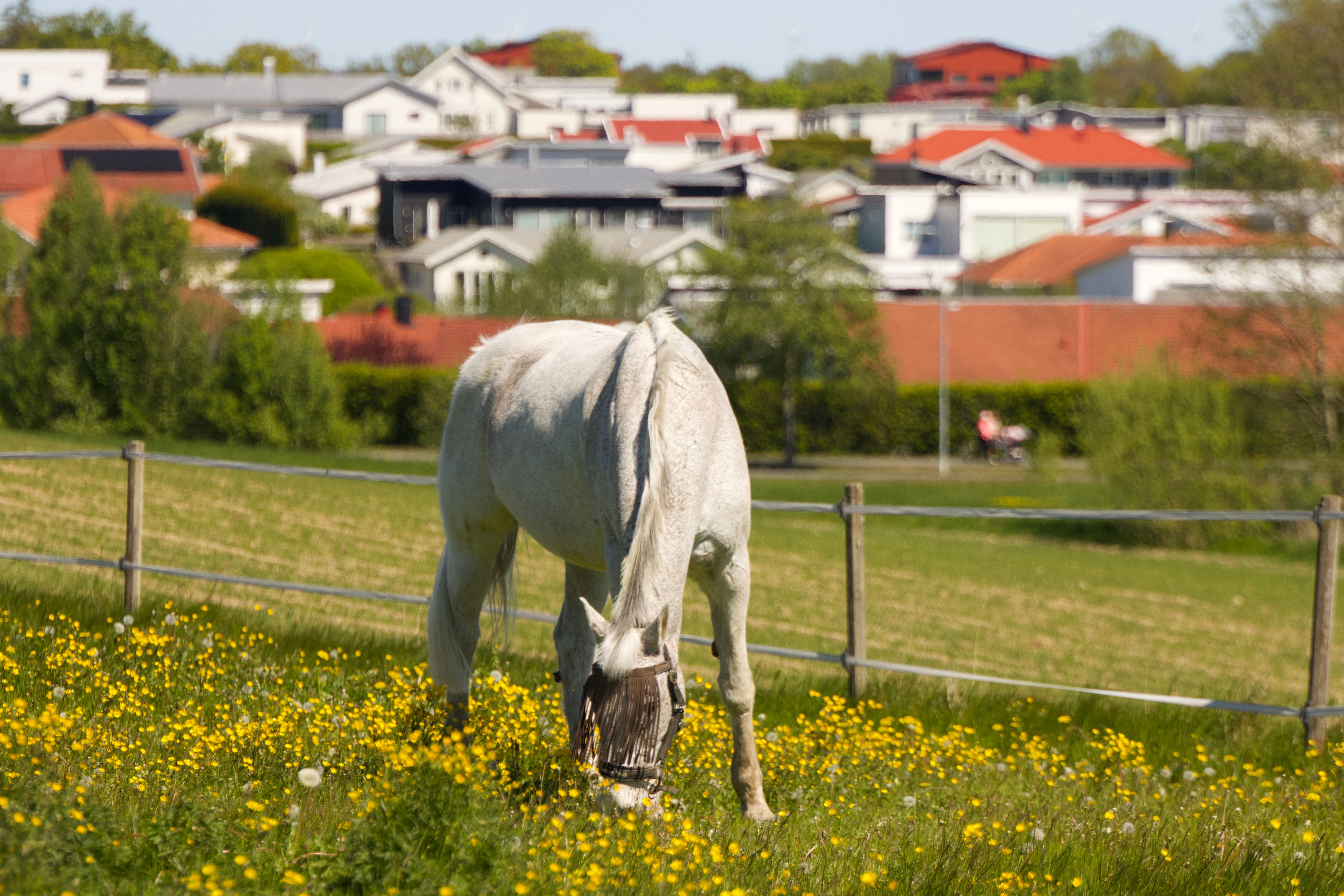 Farm Animal Barns Photos, Download The BEST Free Farm Animal Barns ...