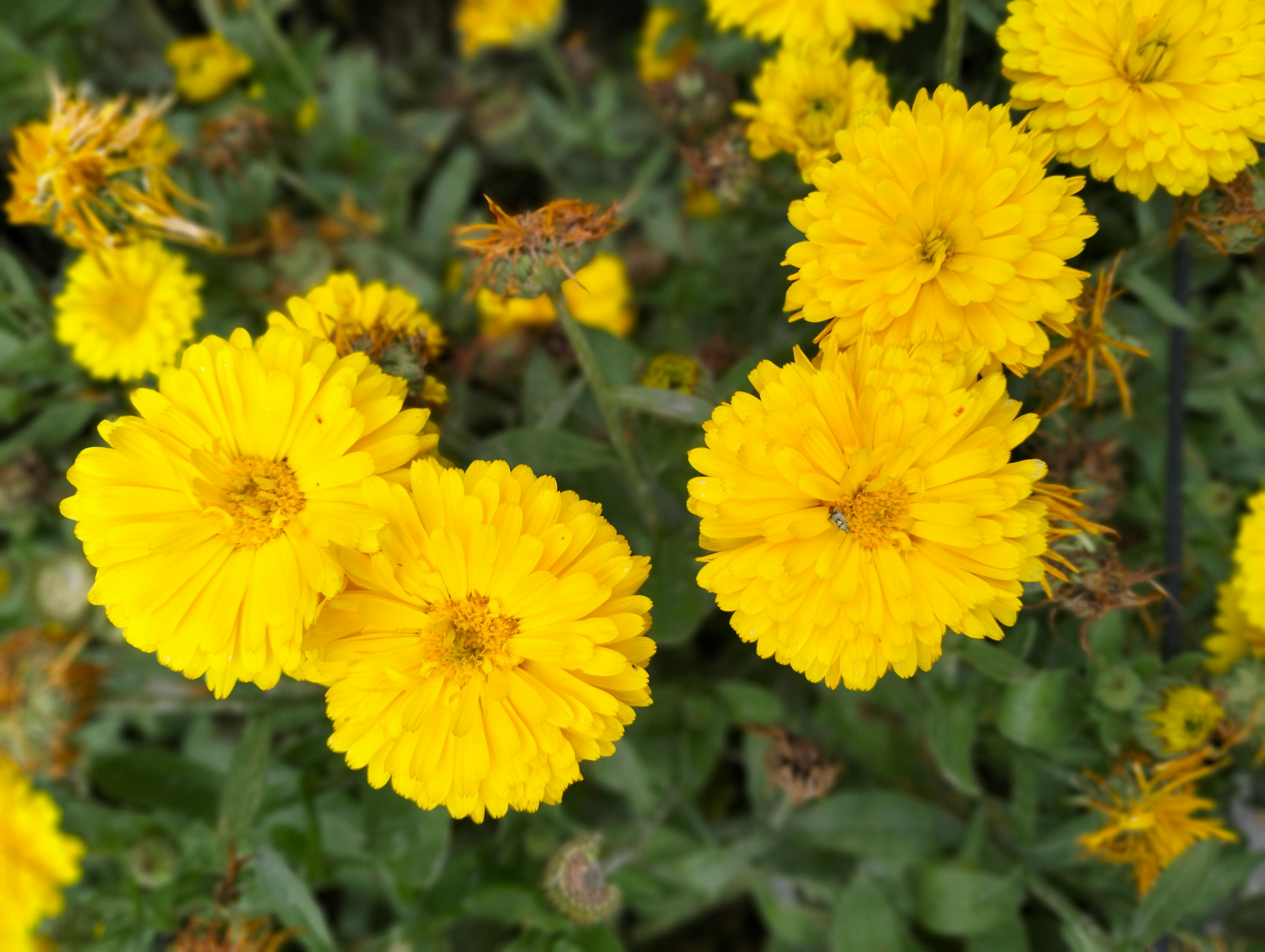 Yellow Color Photos, Download The BEST Free Yellow Color Stock Photos ...