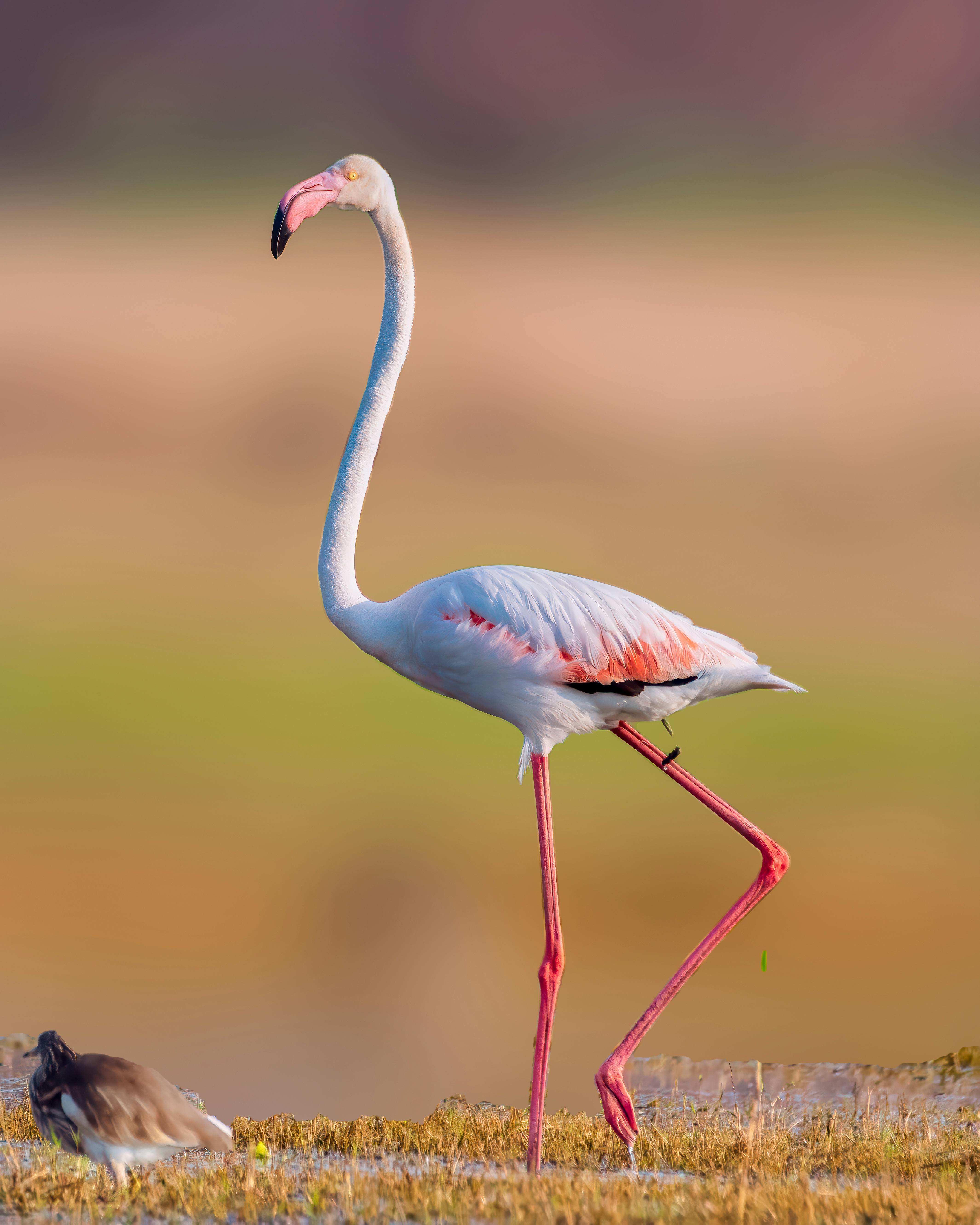 Kakapo Bird Photos, Download The BEST Free Kakapo Bird Stock Photos ...