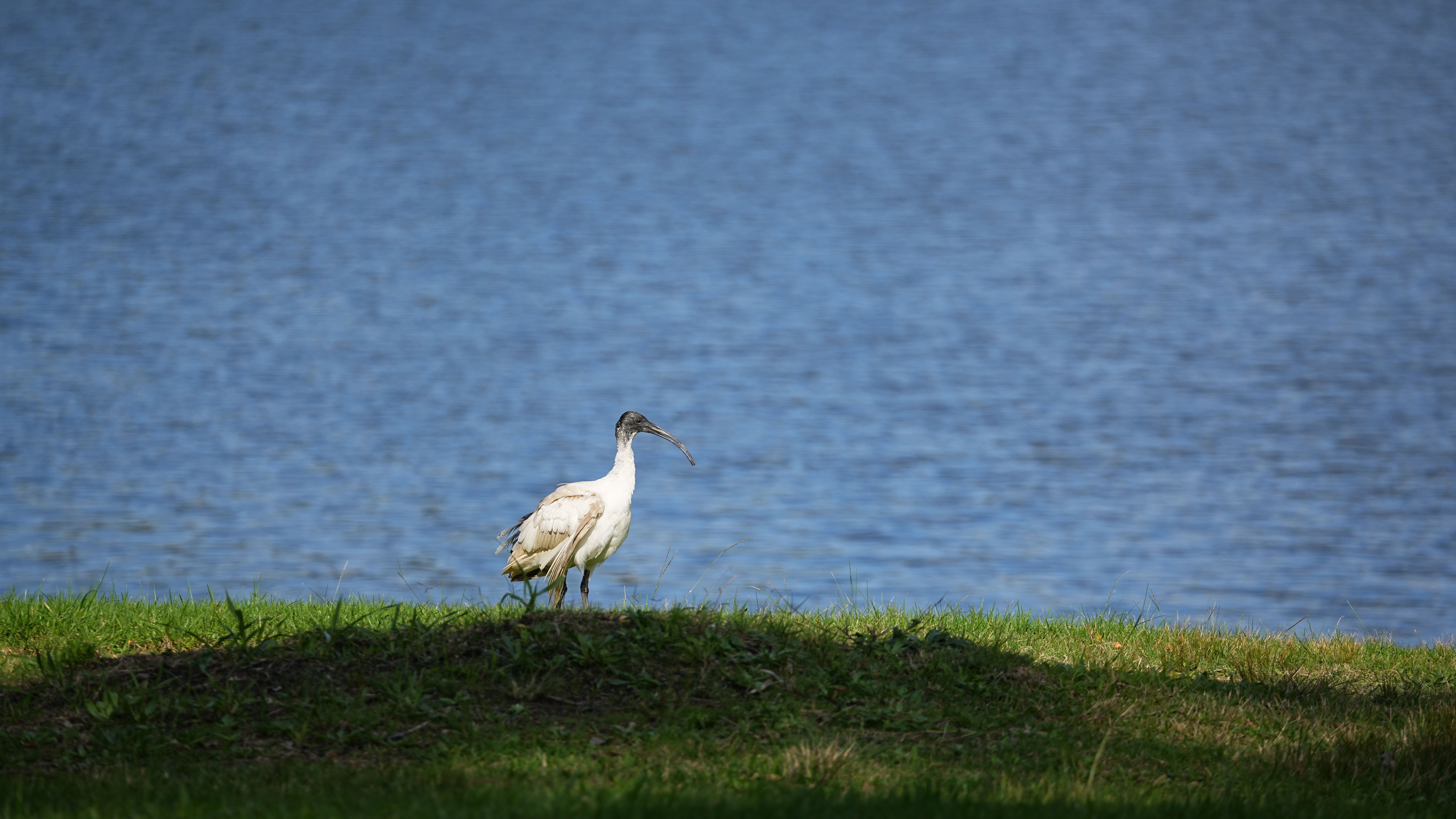White Ibis Standing by a Tranquil Lake · Free Stock Photo