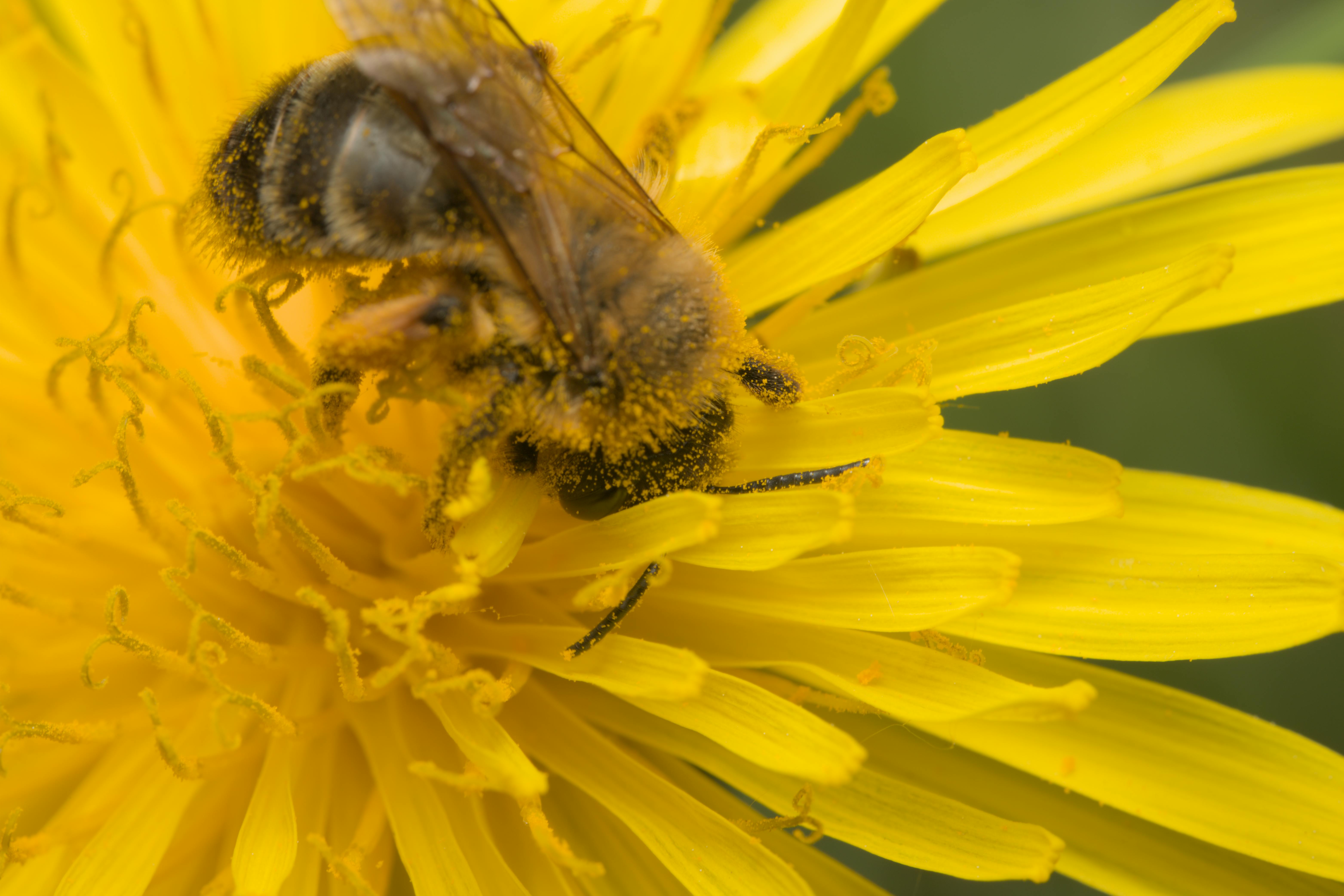 Bumblebee Photos, Download The BEST Free Bumblebee Stock Photos & HD Images