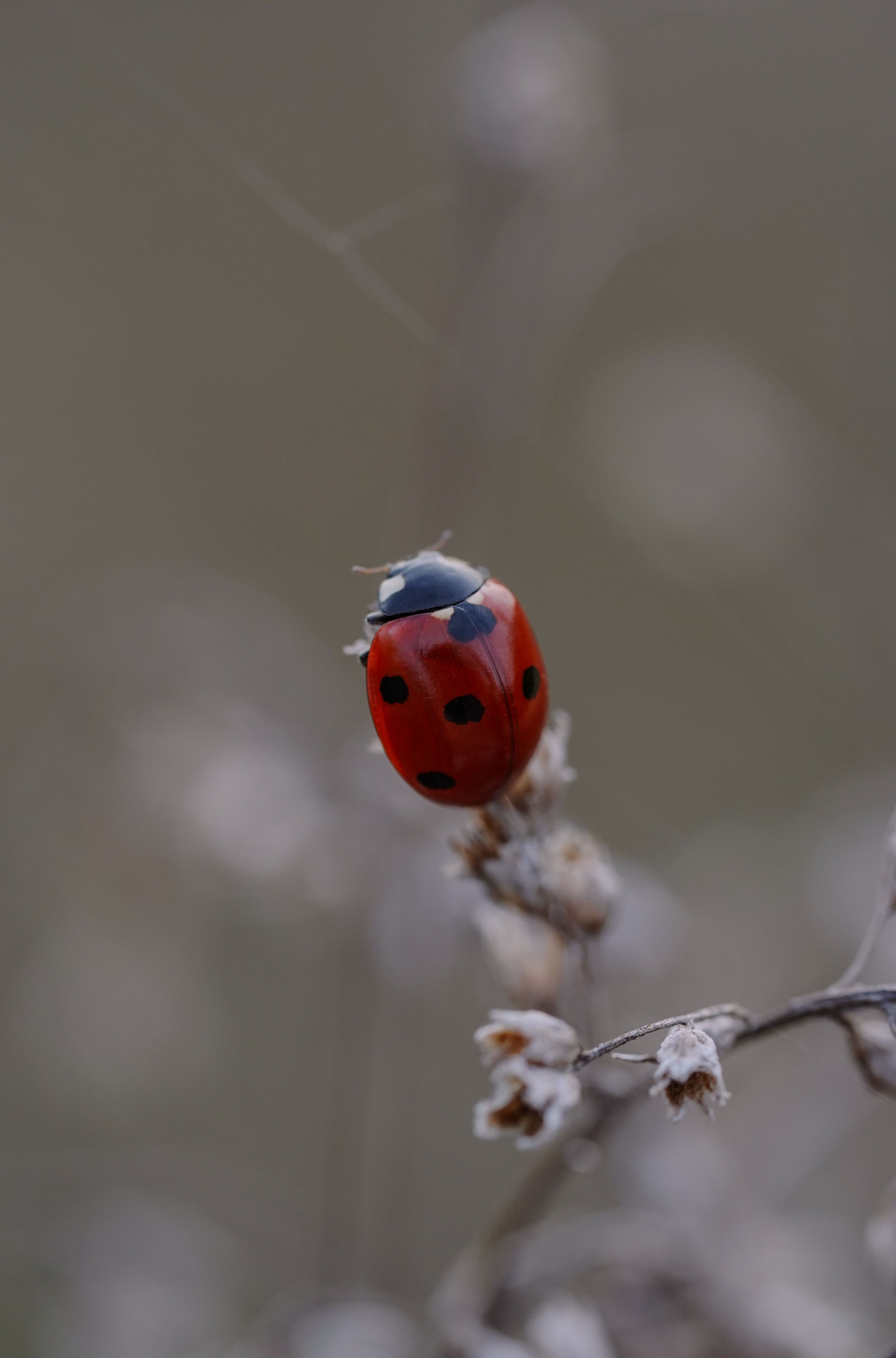Close-up of a Ladybug on a Plant Stem in Germany · Free Stock Photo