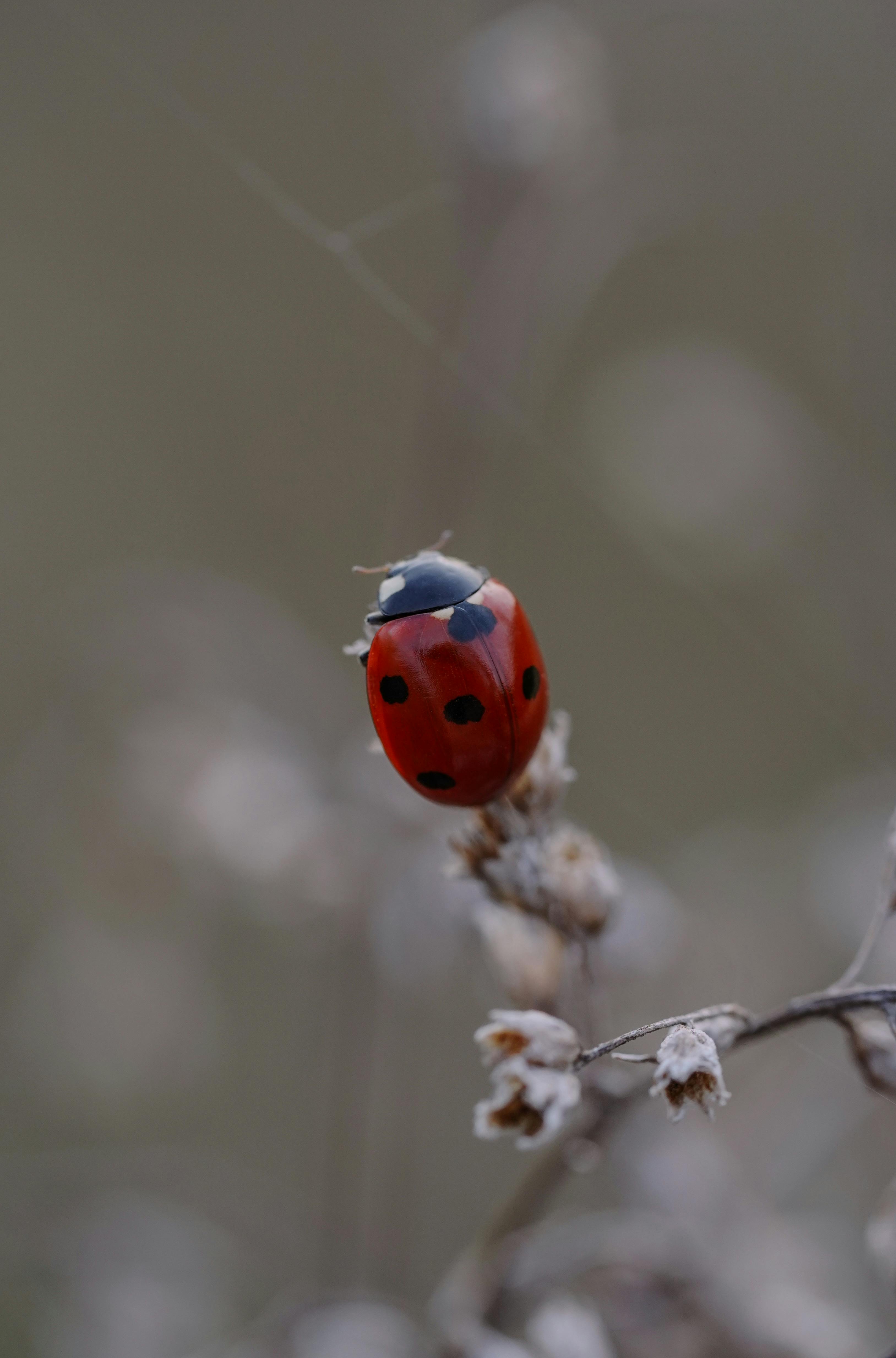 Close Up Photo of Ladybug on Leaf during Daytime · Free Stock Photo
