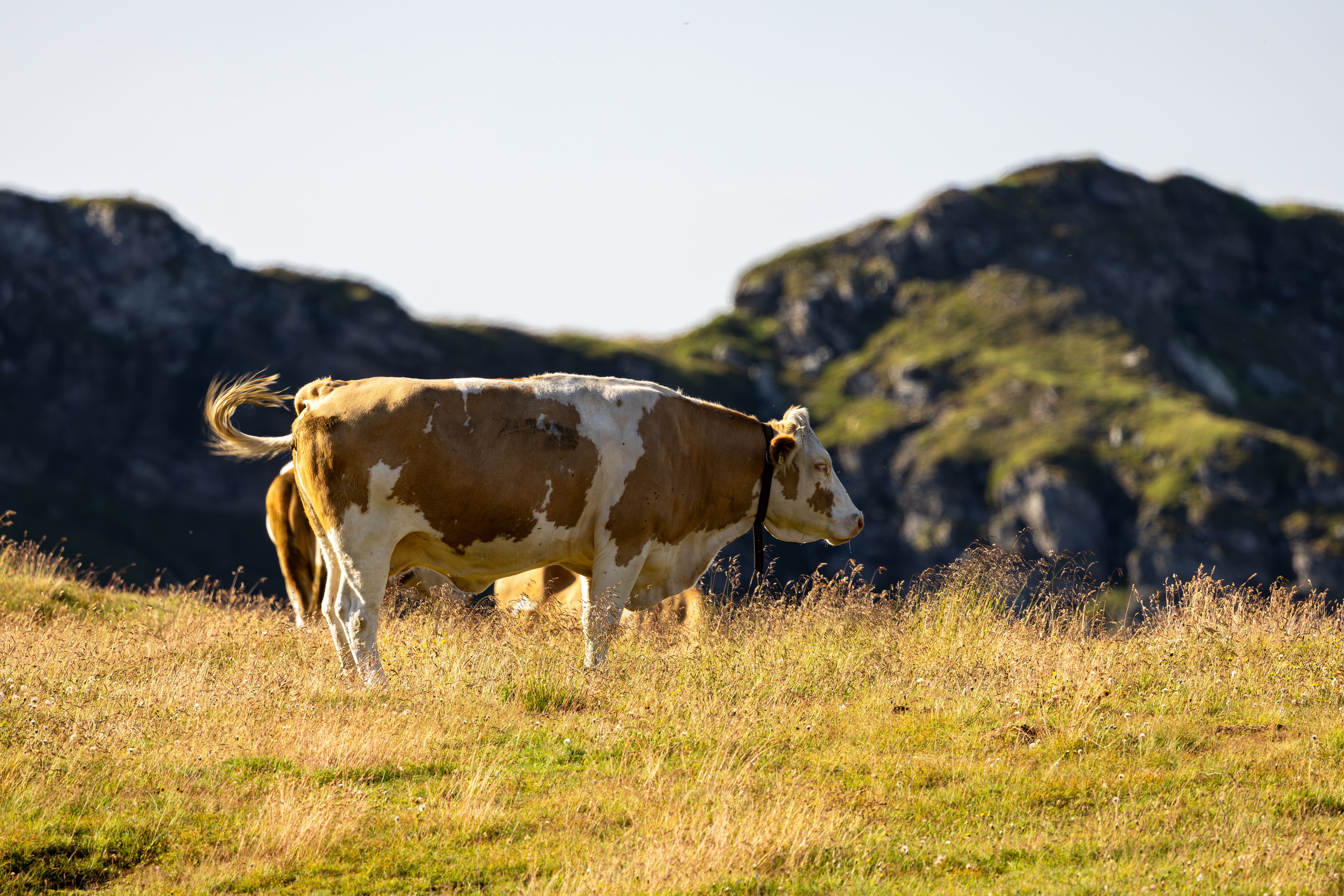 Brown and White Cows in Alpine Landscape · Free Stock Photo