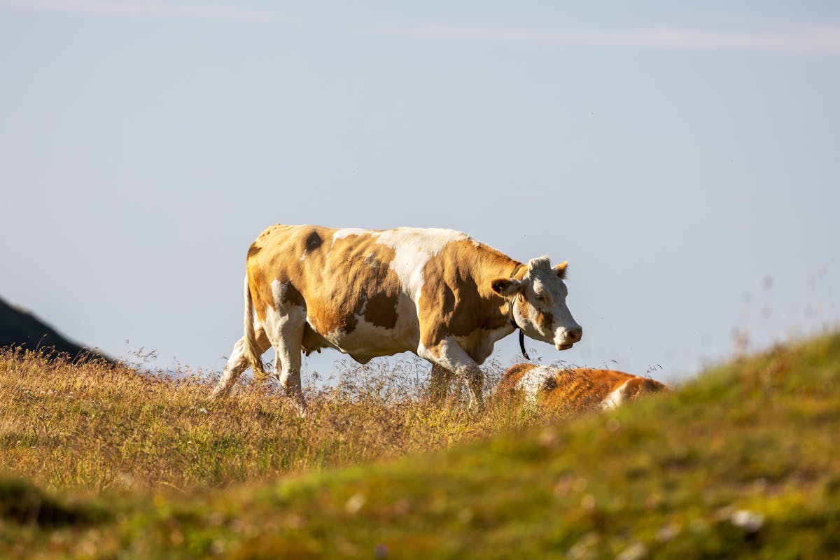 400.000+ melhores imagens de Fotos De Vaca · Download 100% grátis ...