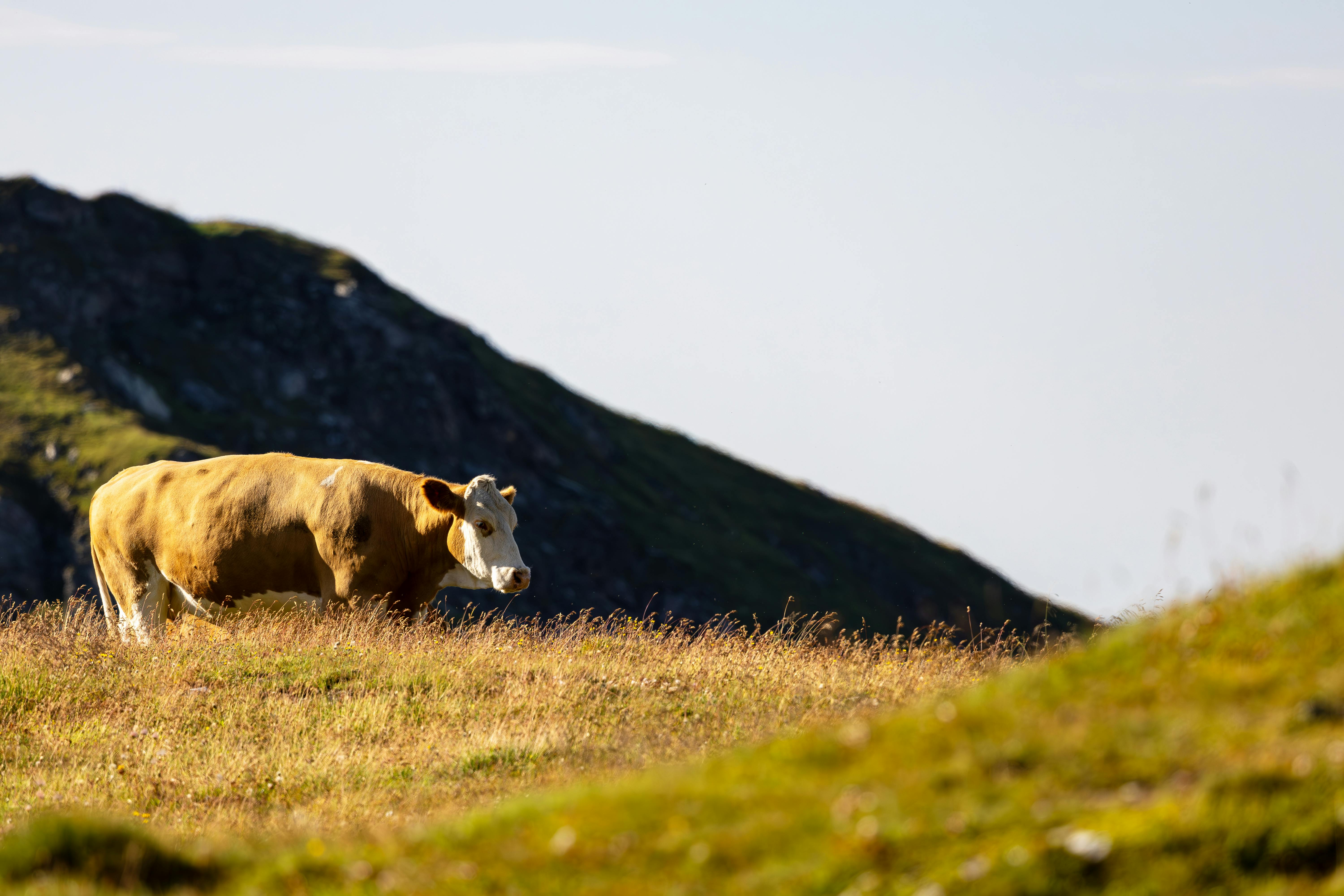 400.000+ melhores imagens de Fotos De Vaca · Download 100% grátis ...