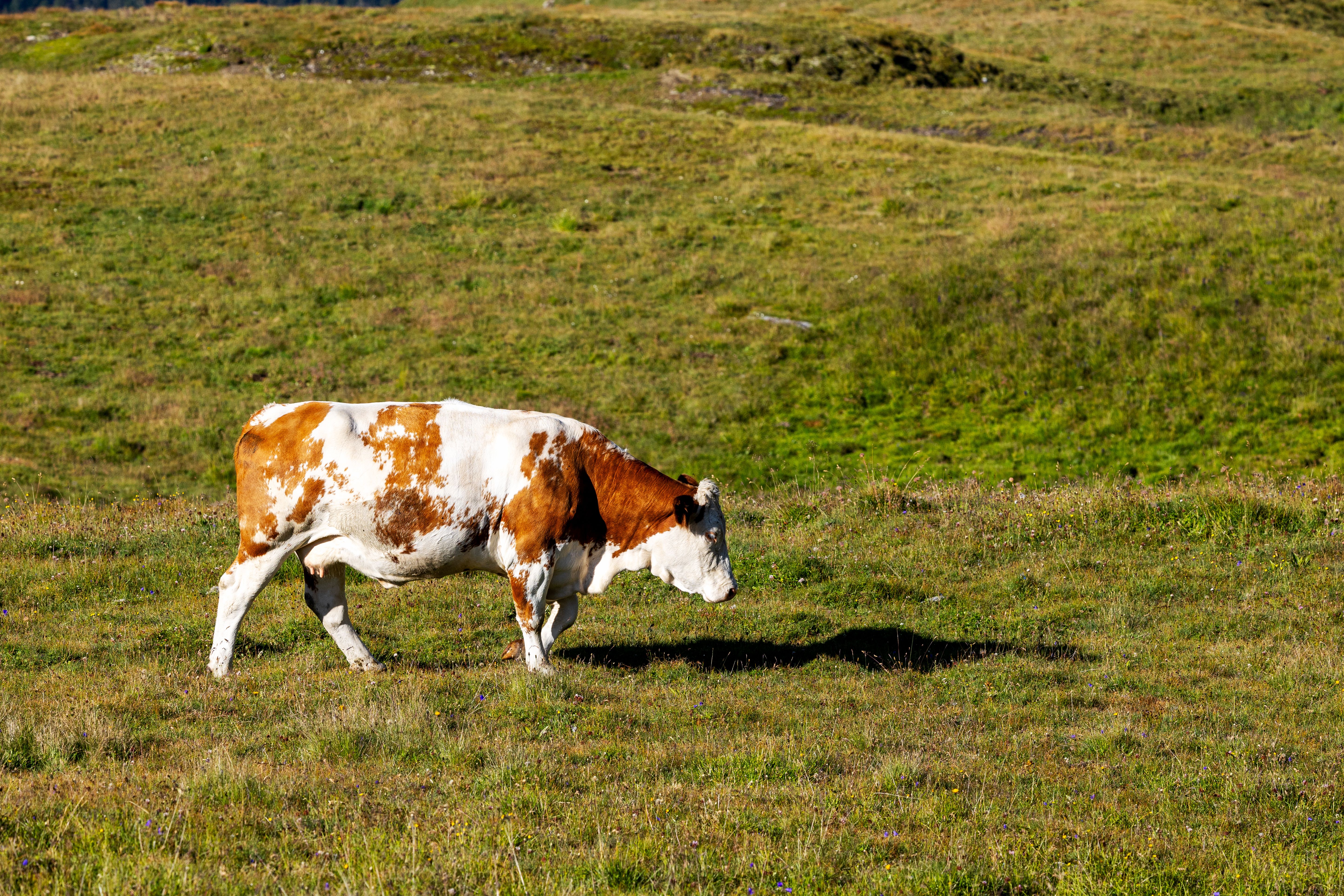 Krávy Z Alp Rakousko · Foto profissional gratuita