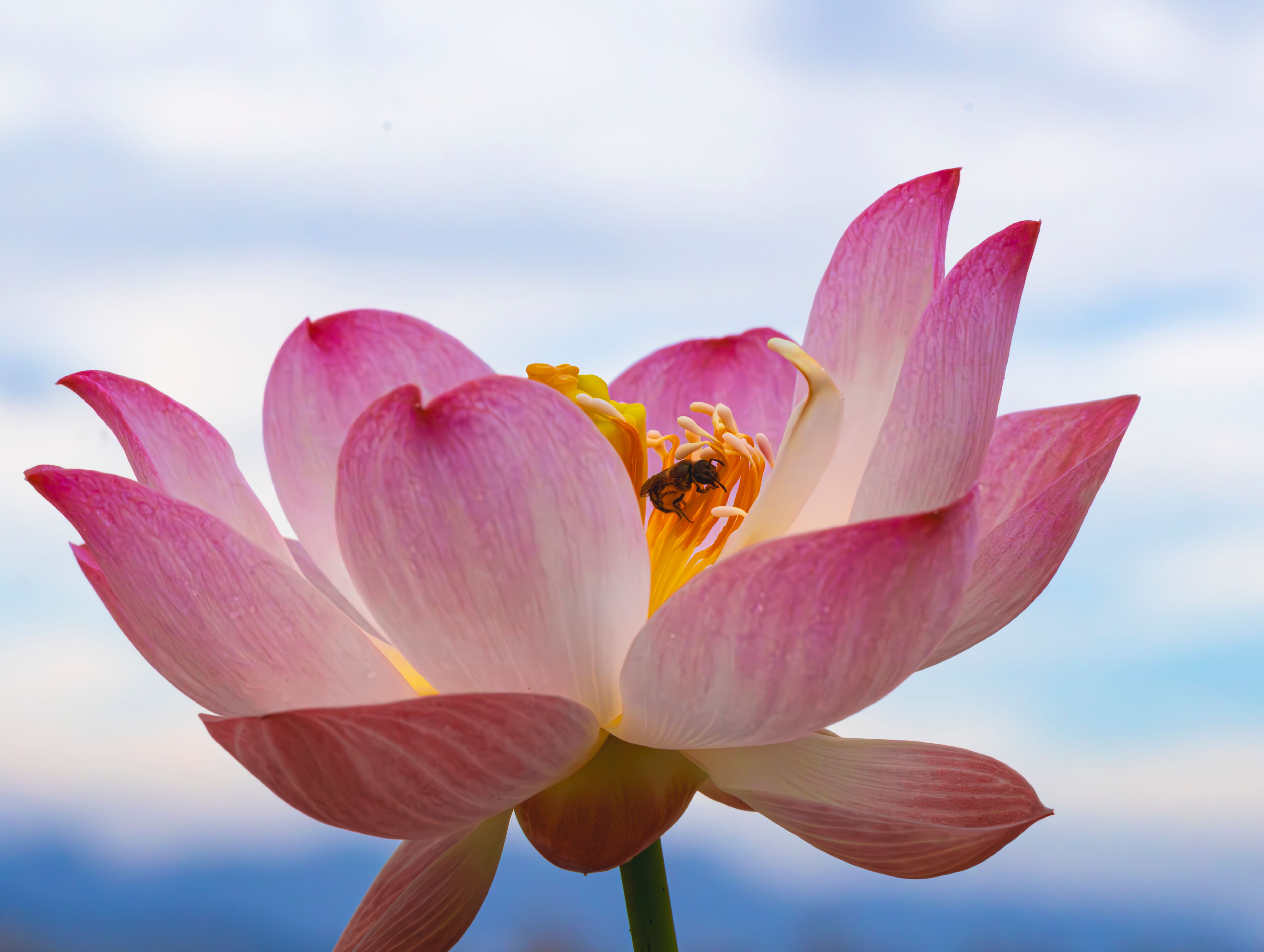 Close-Up of a Blooming Pink Lotus with Bee · Free Stock Photo