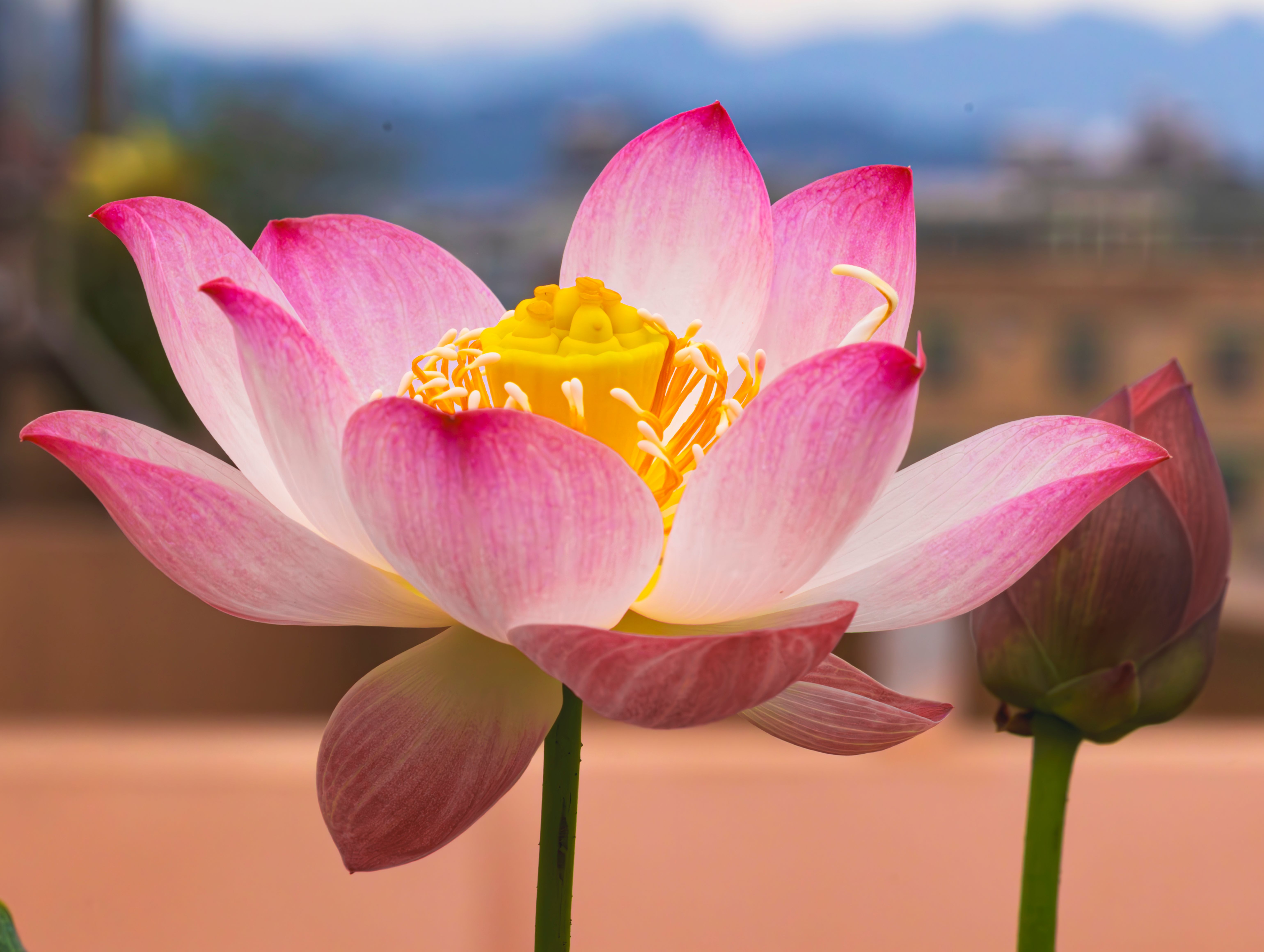 Vibrant Pink Lotus Flower in Full Bloom Outdoors · Free Stock Photo