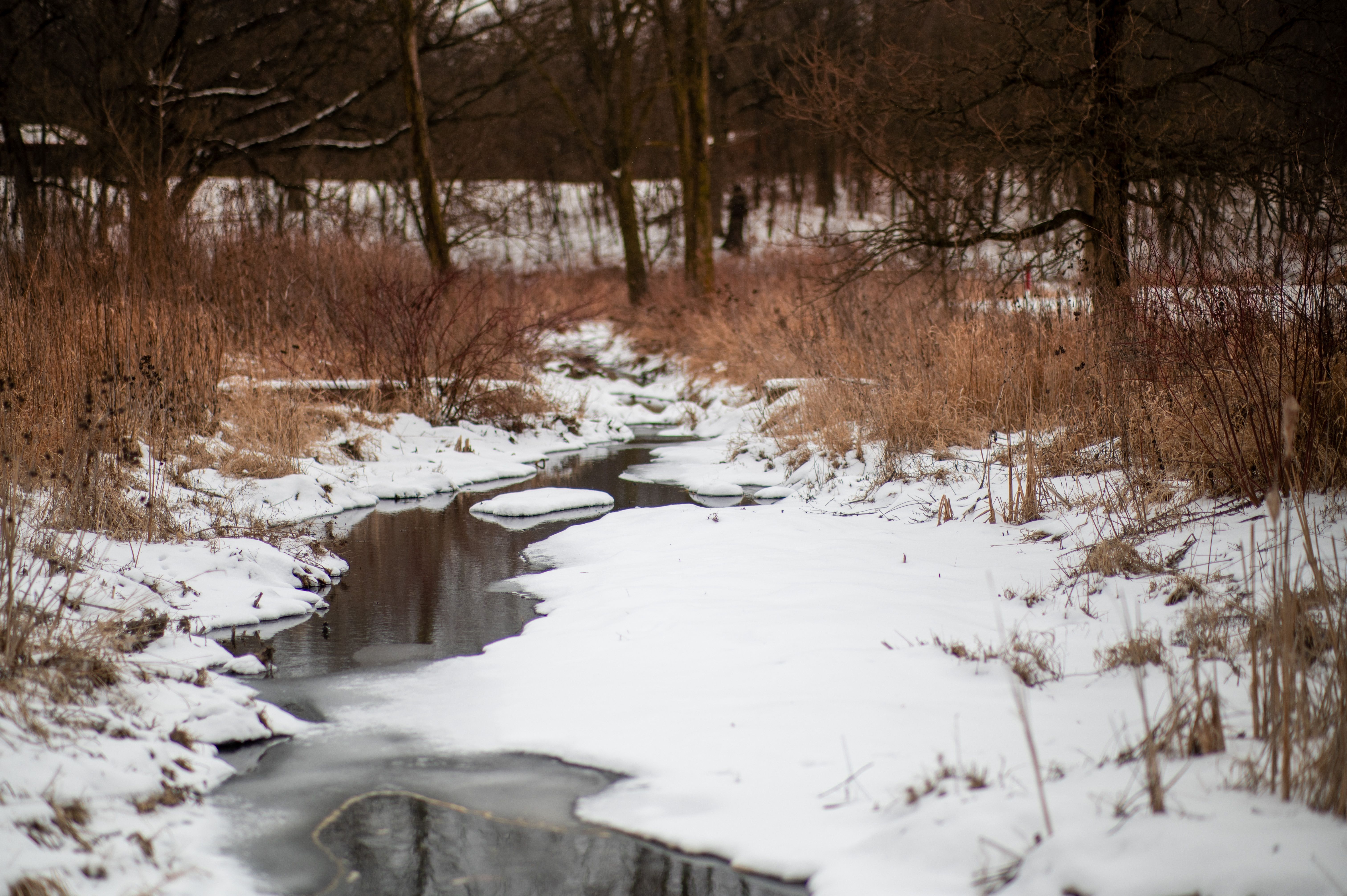 Peaceful Snowy Creek in Winter Landscape · Free Stock Photo