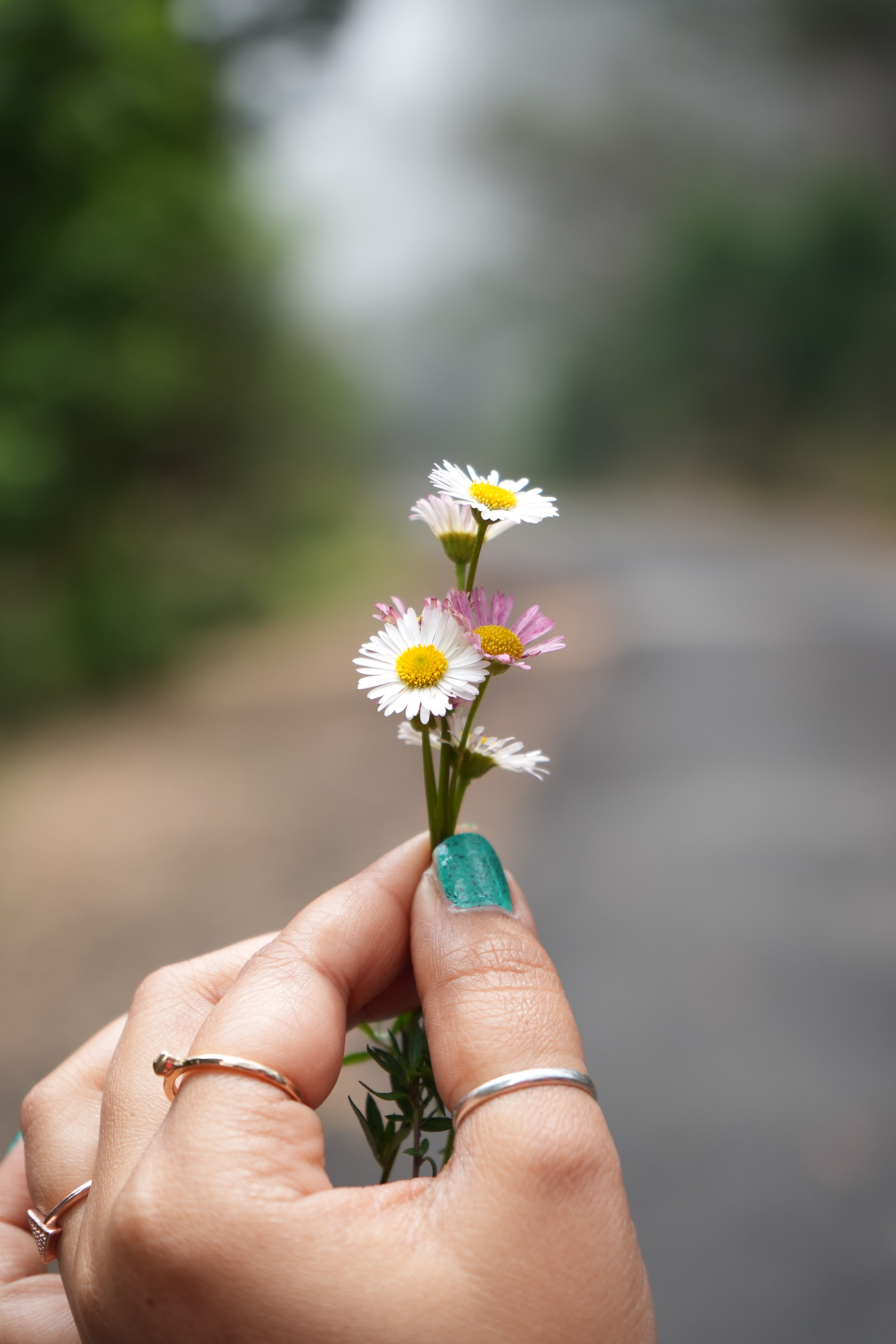 Simple Flower Photos, Download The BEST Free Simple Flower Stock Photos ...
