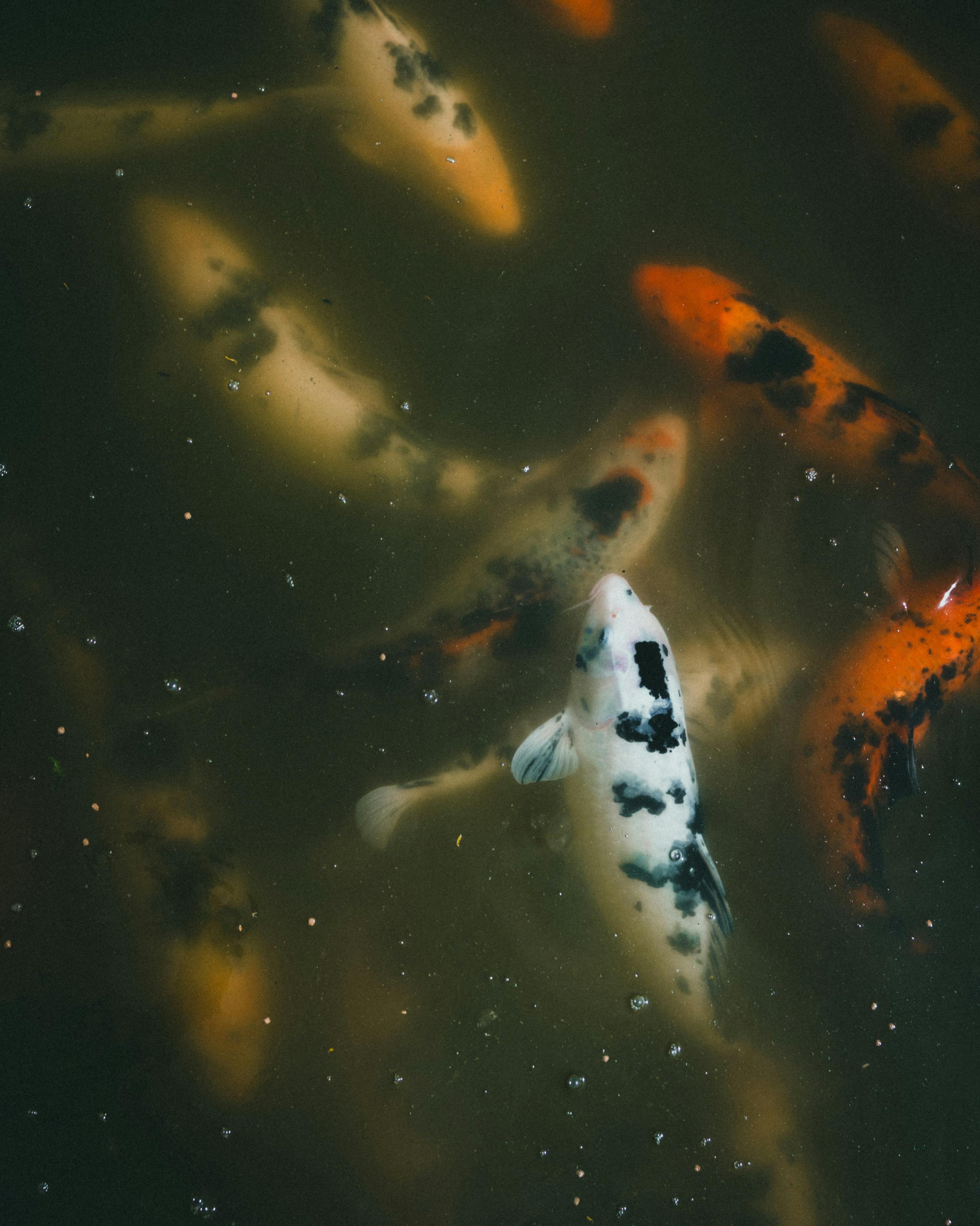 Koi Fish Photos, Download The BEST Free Koi Fish Stock Photos & HD Images