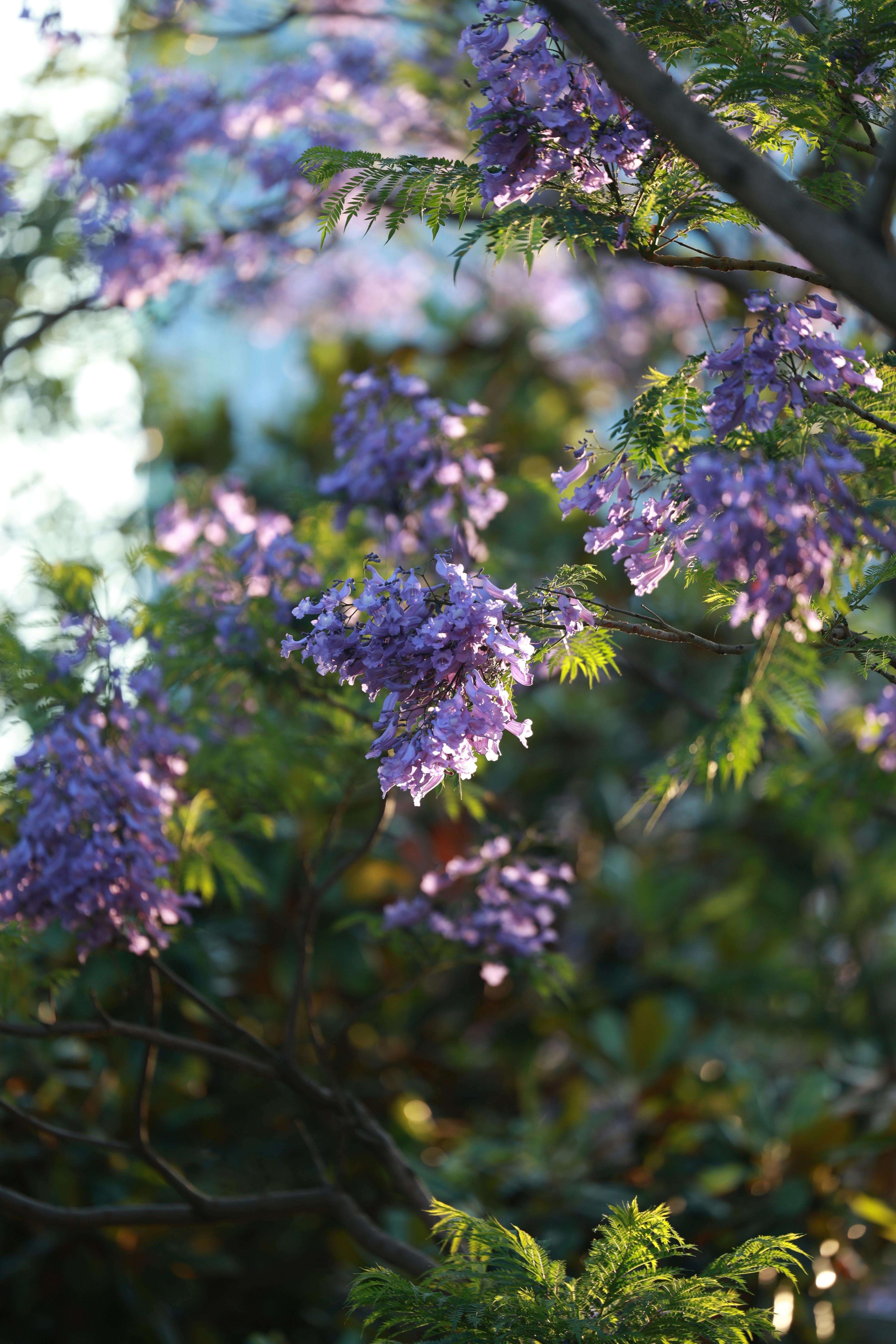Jacaranda Photos, Download The BEST Free Jacaranda Stock Photos & HD Images