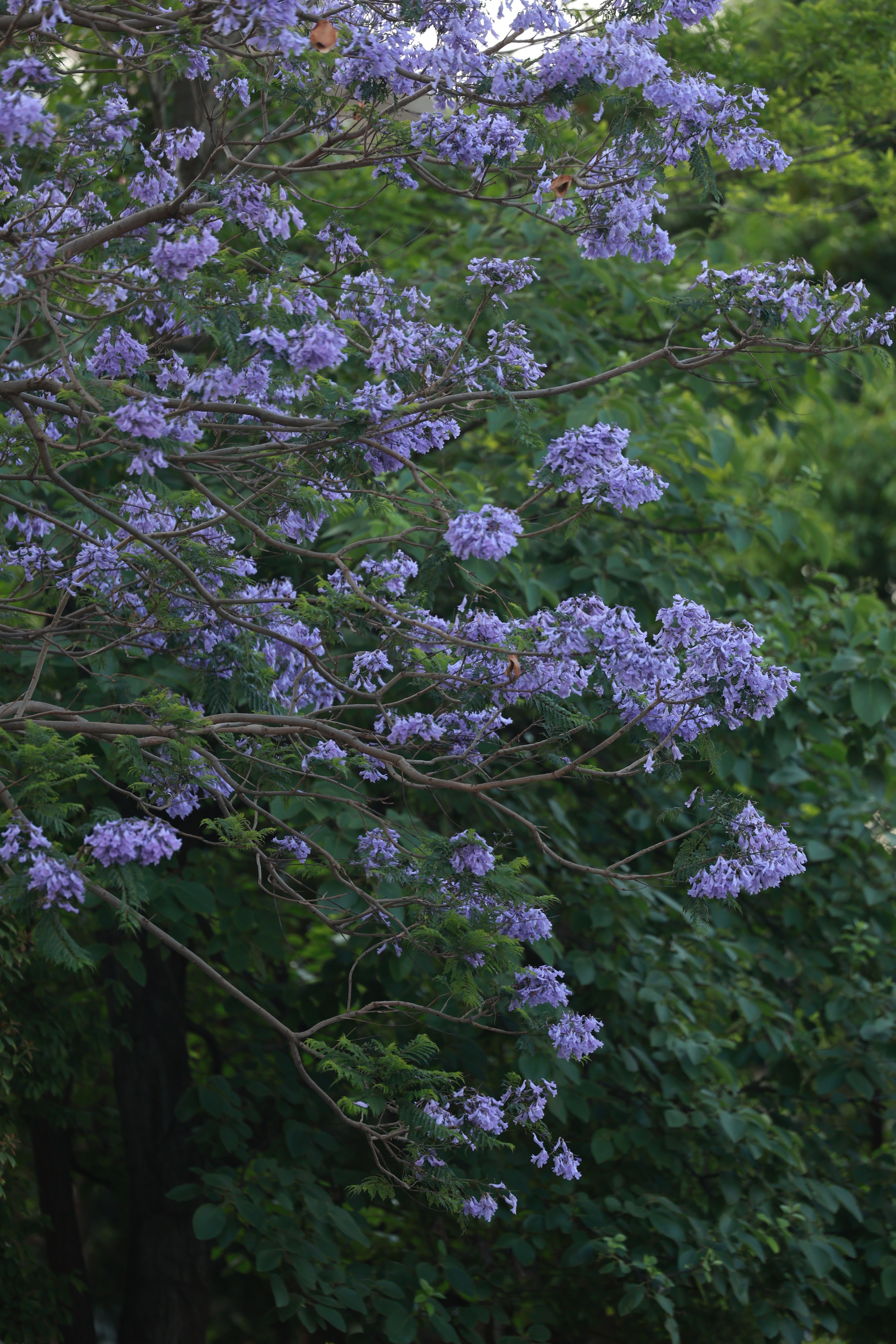 Vibrant Jacaranda Tree in Full Bloom Outdoors · Free Stock Photo
