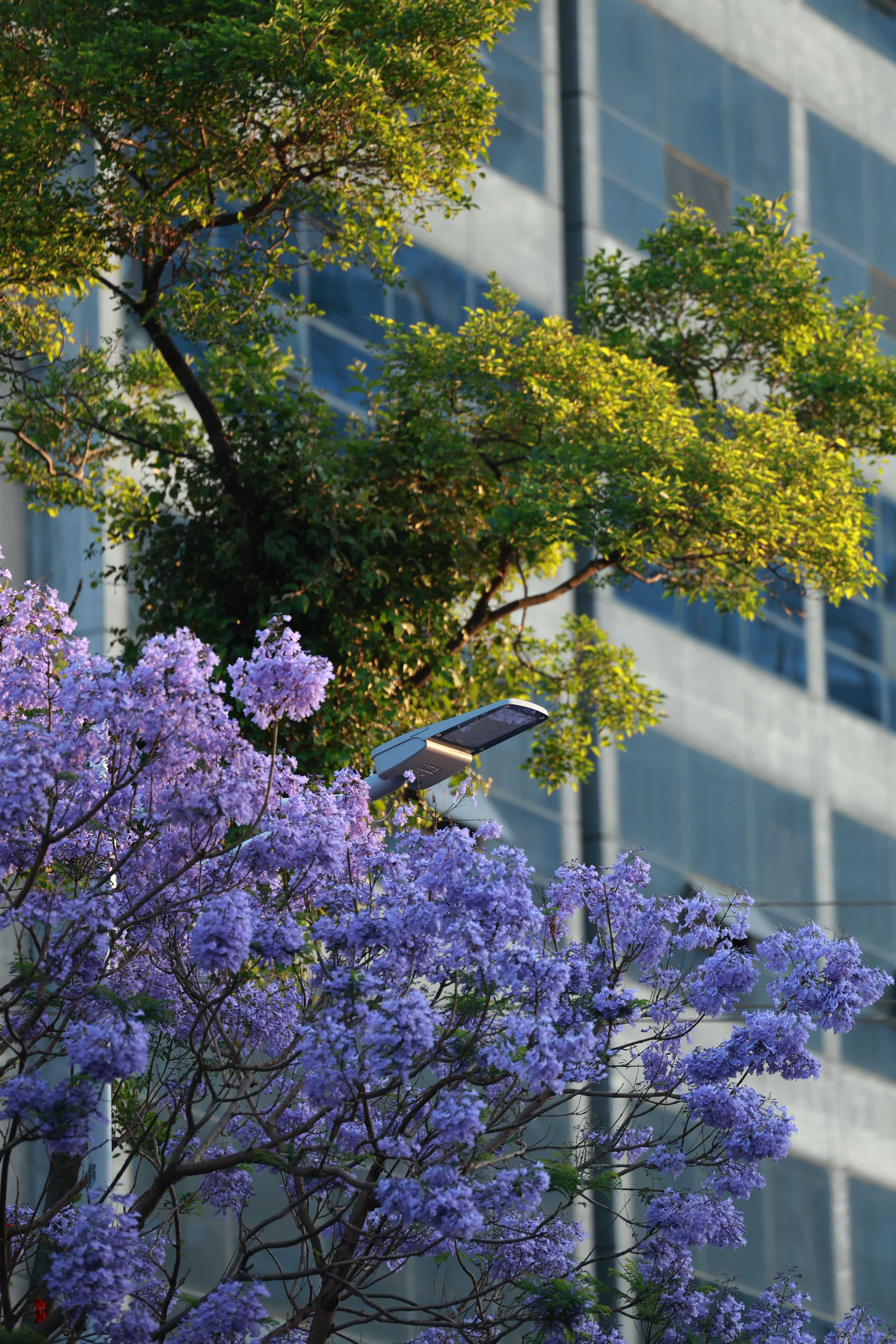 Vibrant Jacaranda and Urban Architecture Fusion · Free Stock Photo