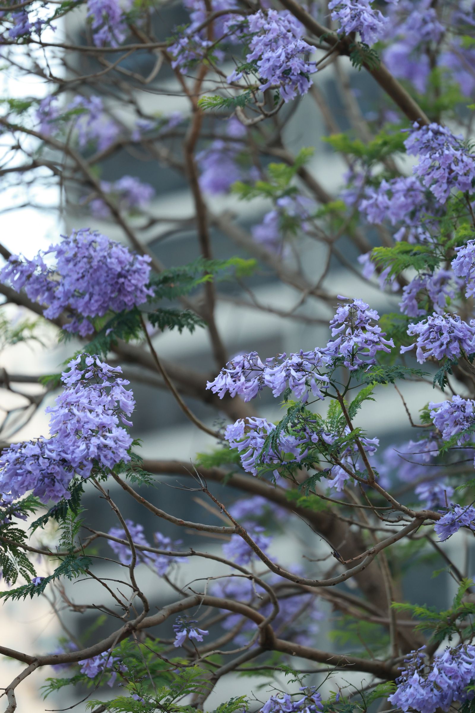 Jacaranda Tree Photos, Download The BEST Free Jacaranda Tree Stock ...