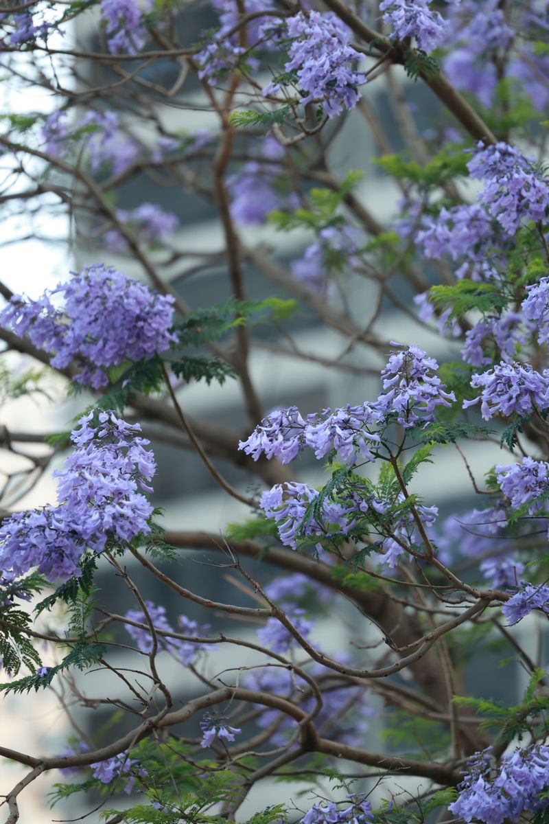 Jacaranda Tree Photos, Download The BEST Free Jacaranda Tree Stock ...