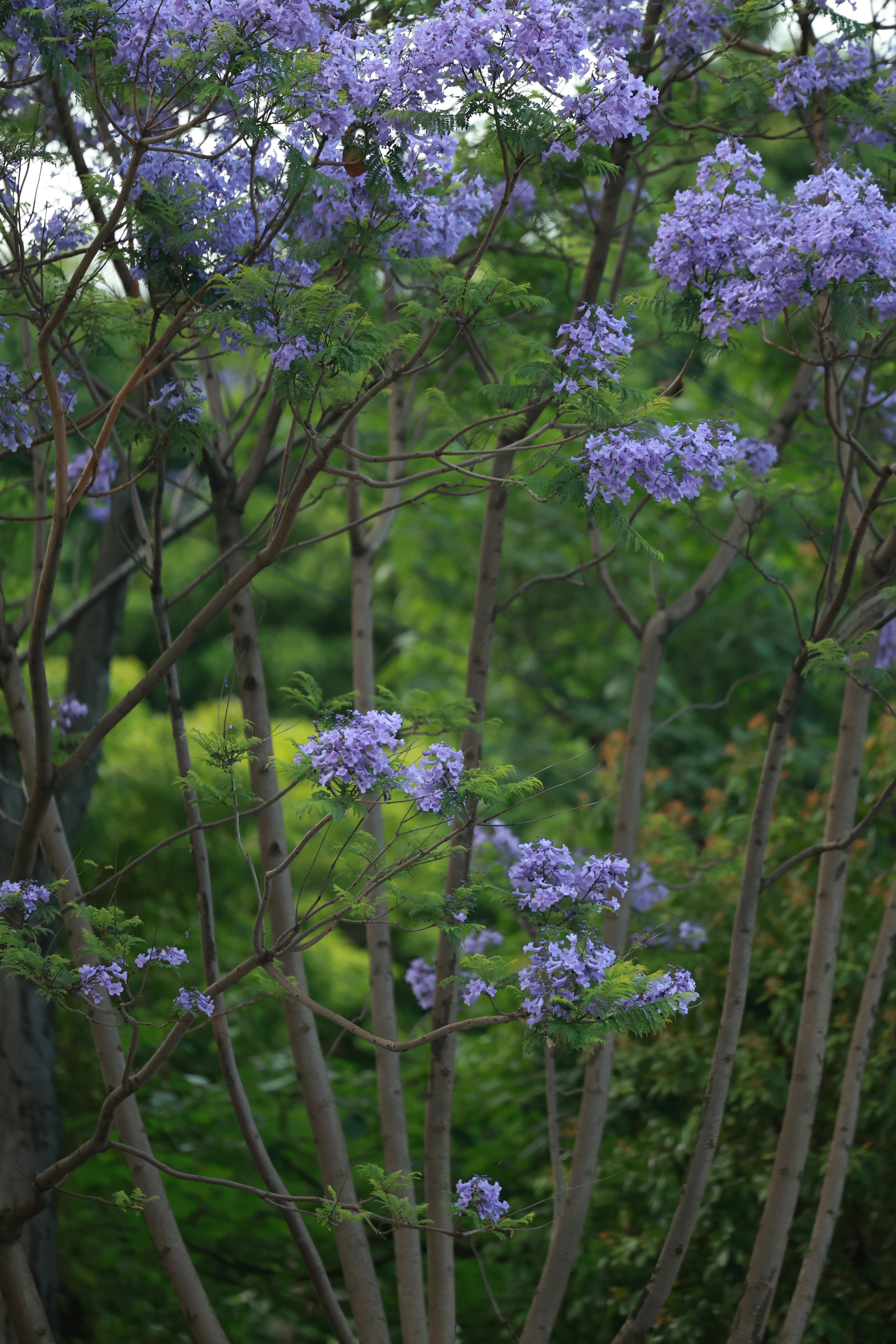 Painting of Purple Crepe Myrtle Trees · Free Stock Photo