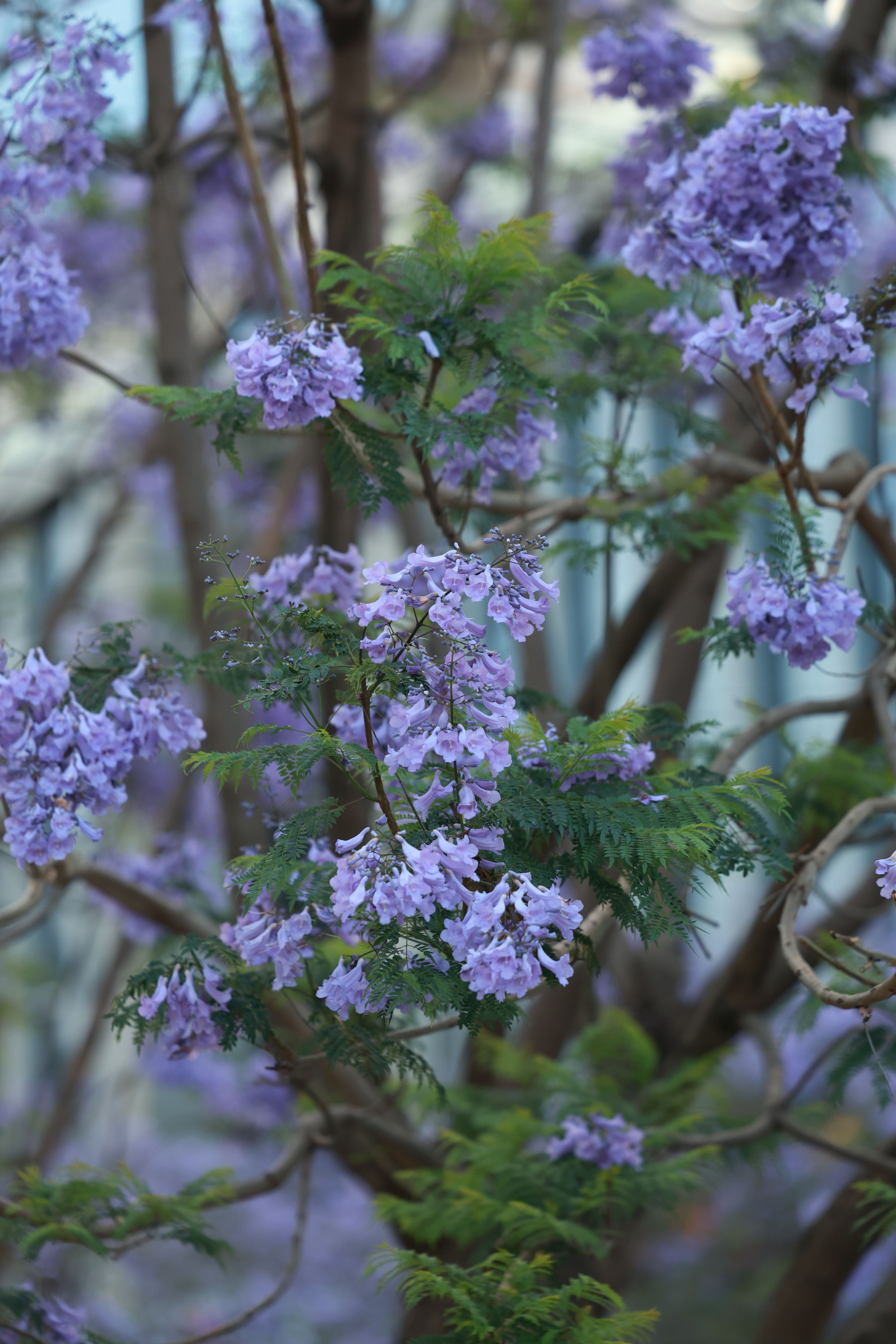 Vibrant Jacaranda Blossoms in Full Bloom · Free Stock Photo