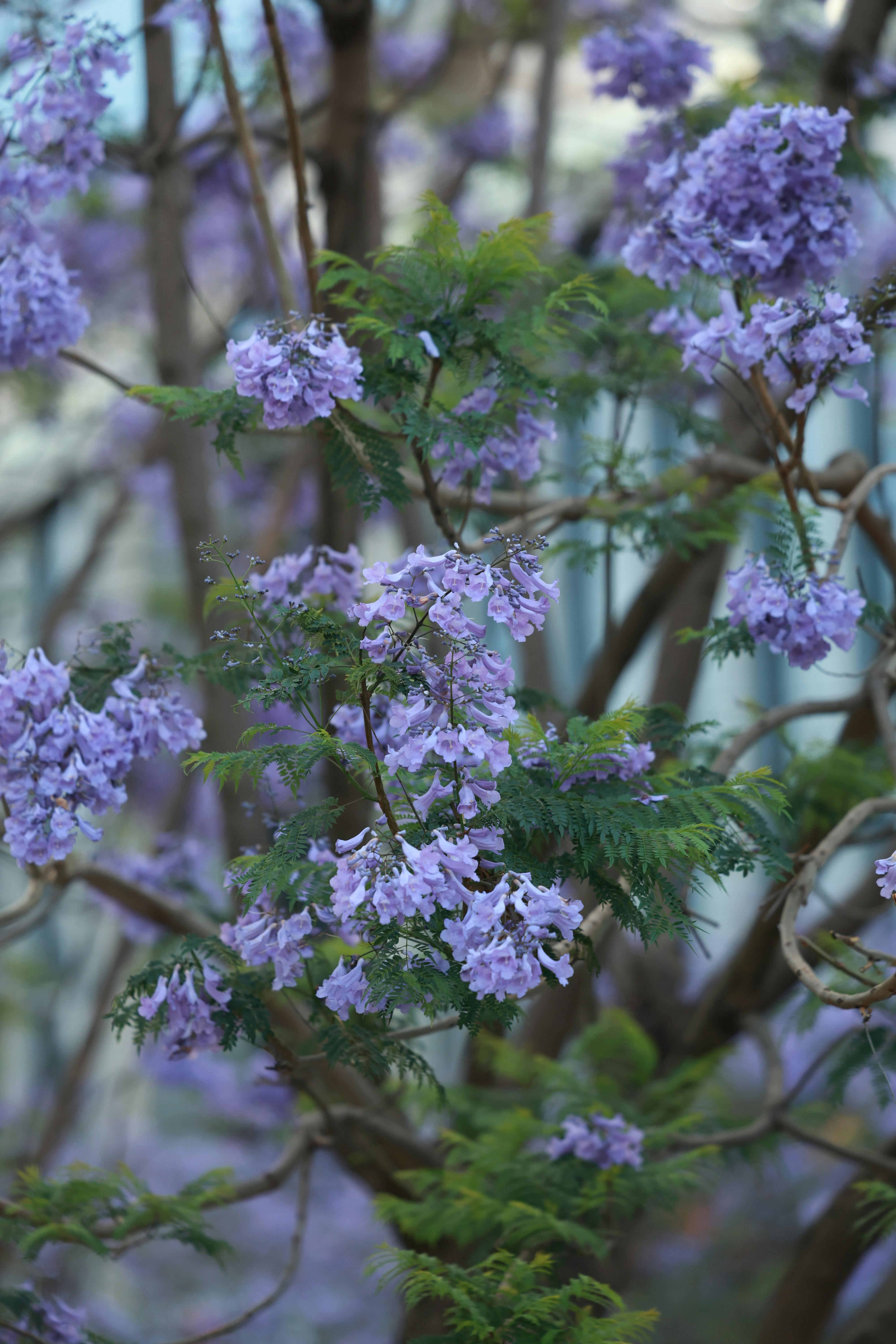 Jacaranda Tree Photos, Download The BEST Free Jacaranda Tree Stock ...