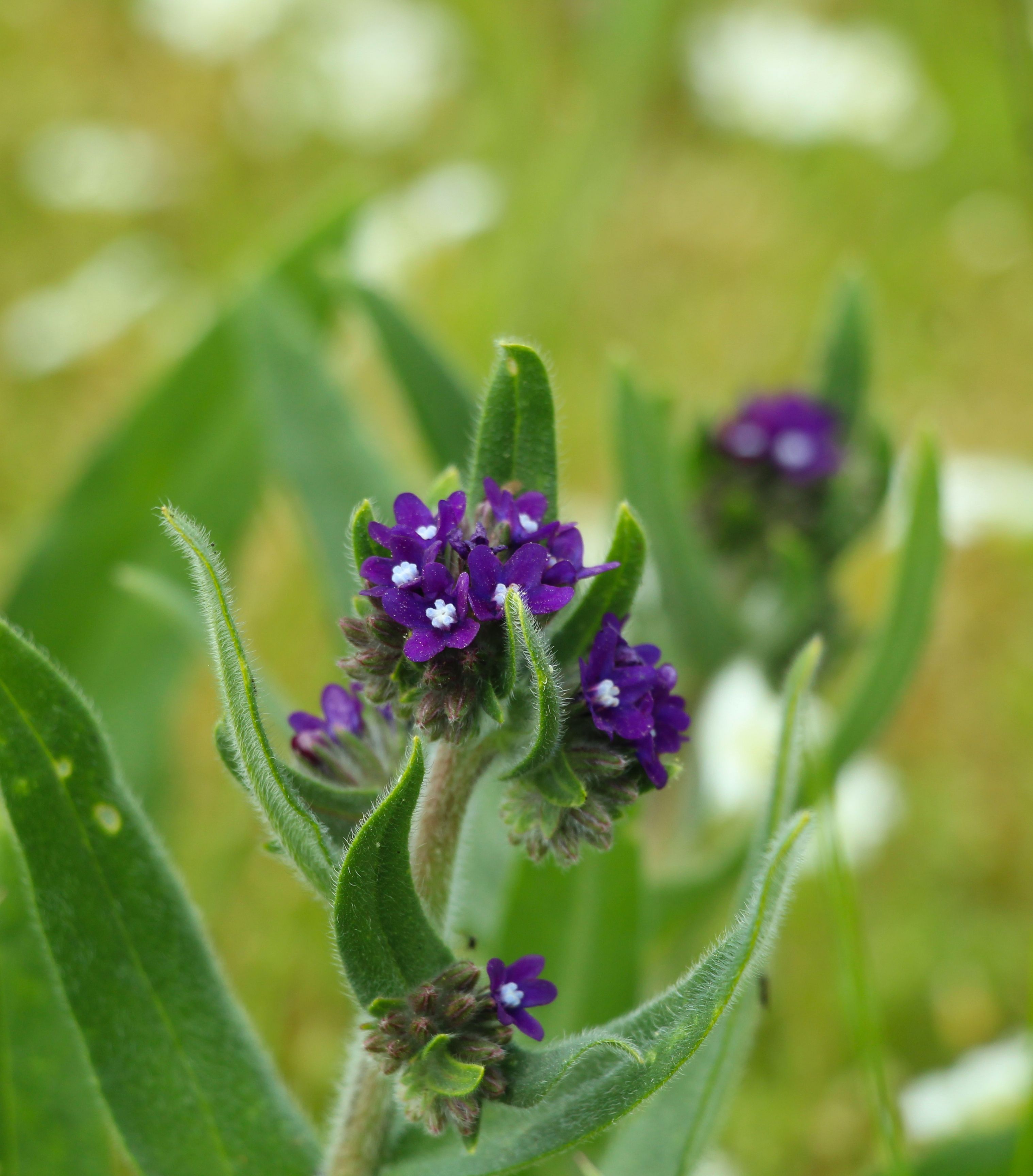 Close-up of Purple Wildflowers in Bloom · Free Stock Photo