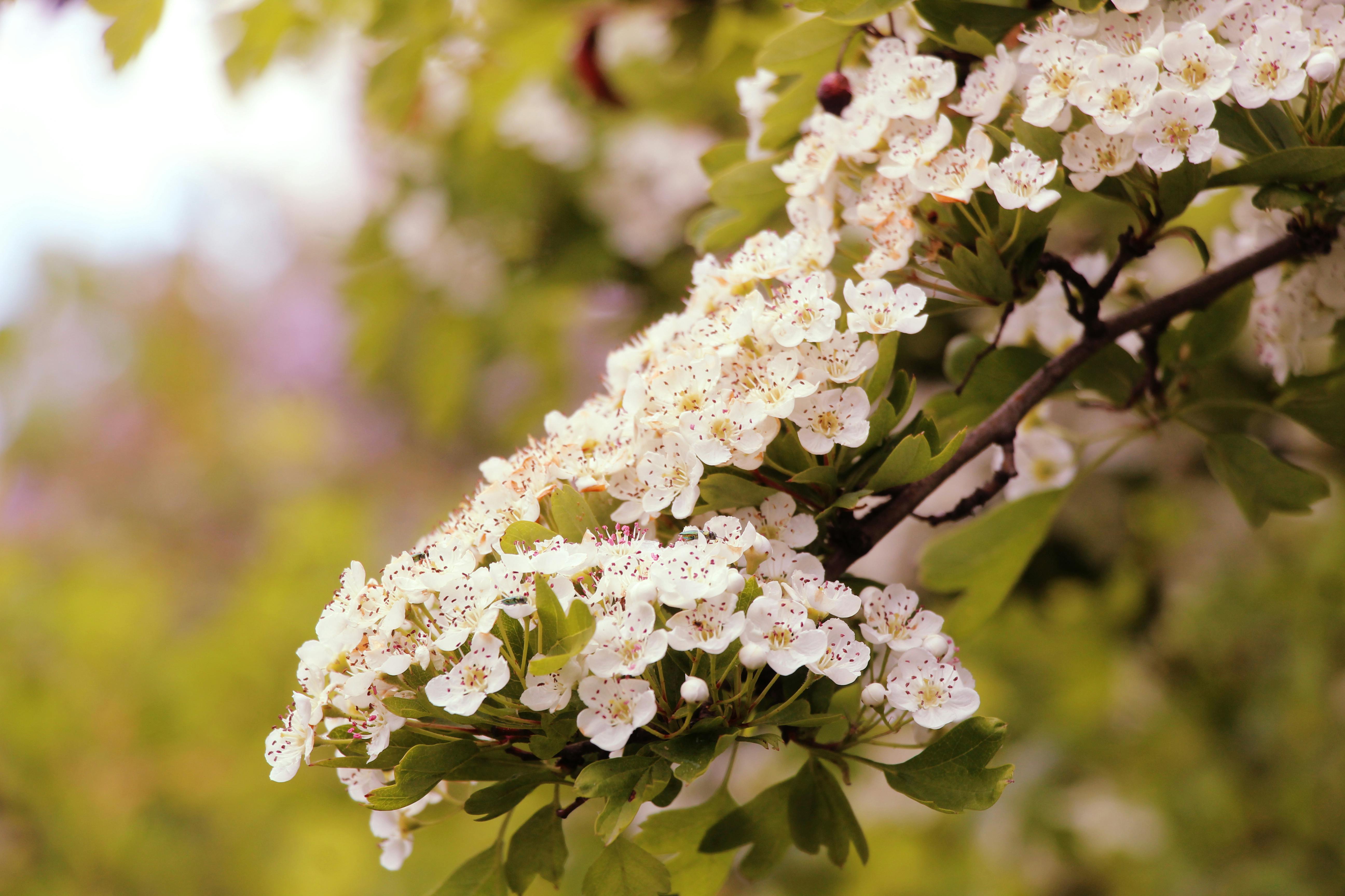 Beautiful Springtime Hawthorn Blossoms in Bloom · Free Stock Photo