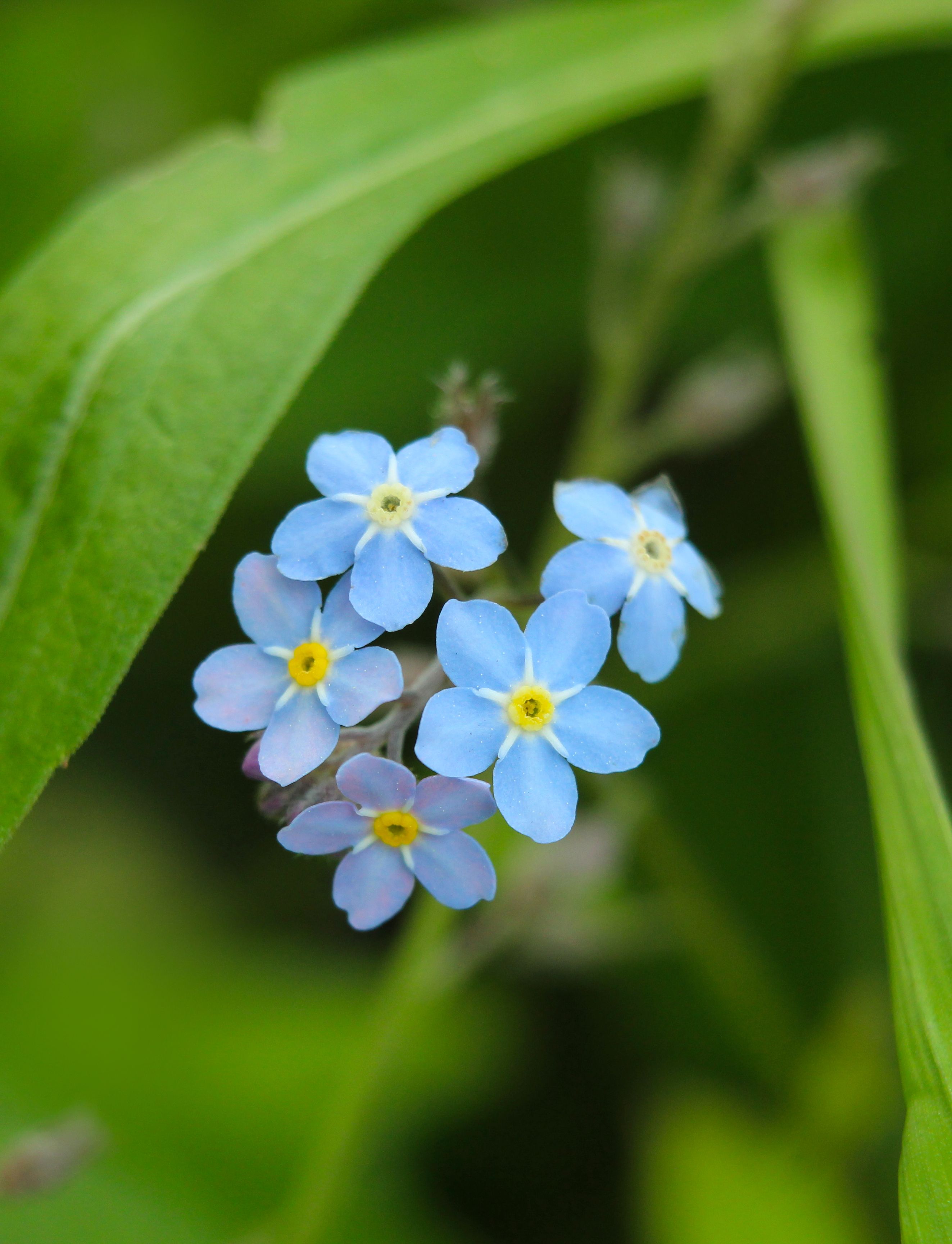Close-up of Forget-Me-Not Flowers in Bloom · Free Stock Photo