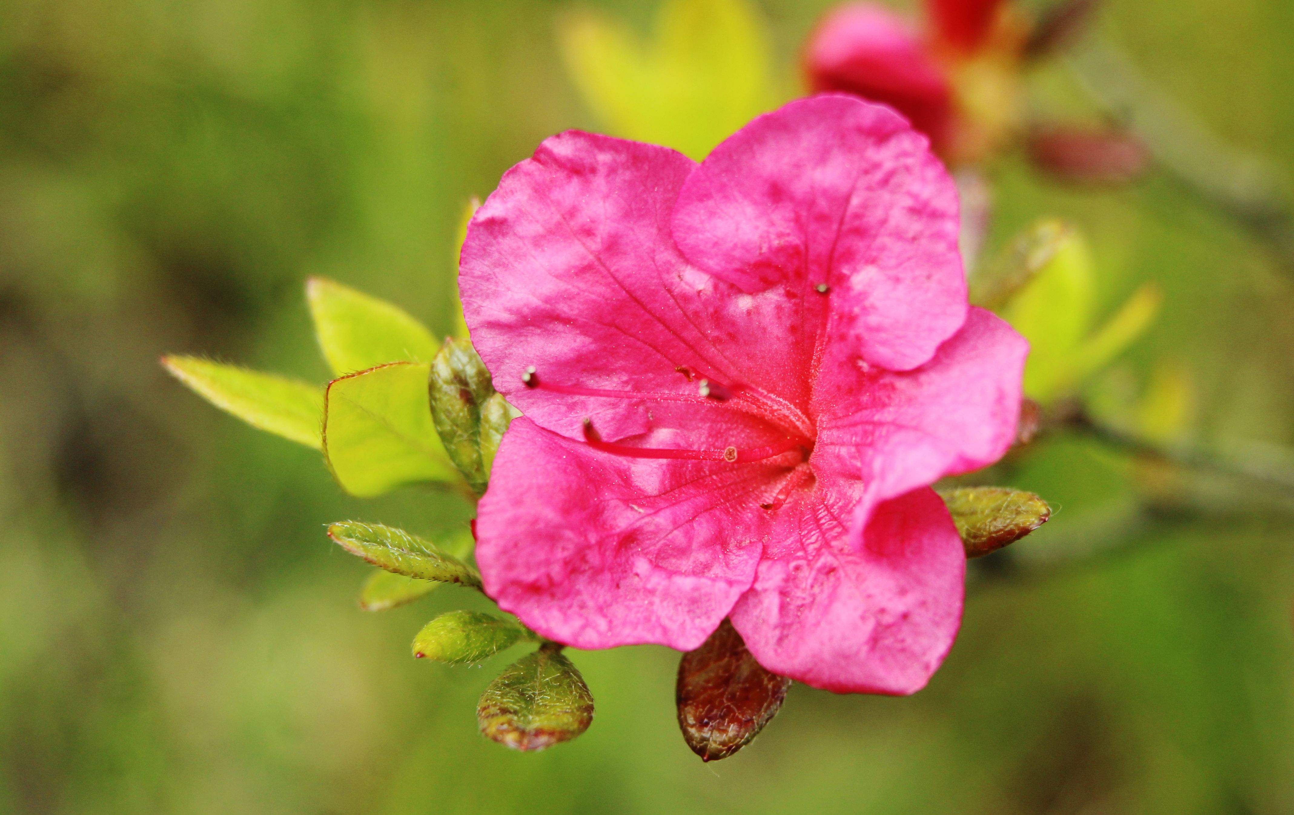 Vibrant Pink Azalea Bloom in Spring · Free Stock Photo