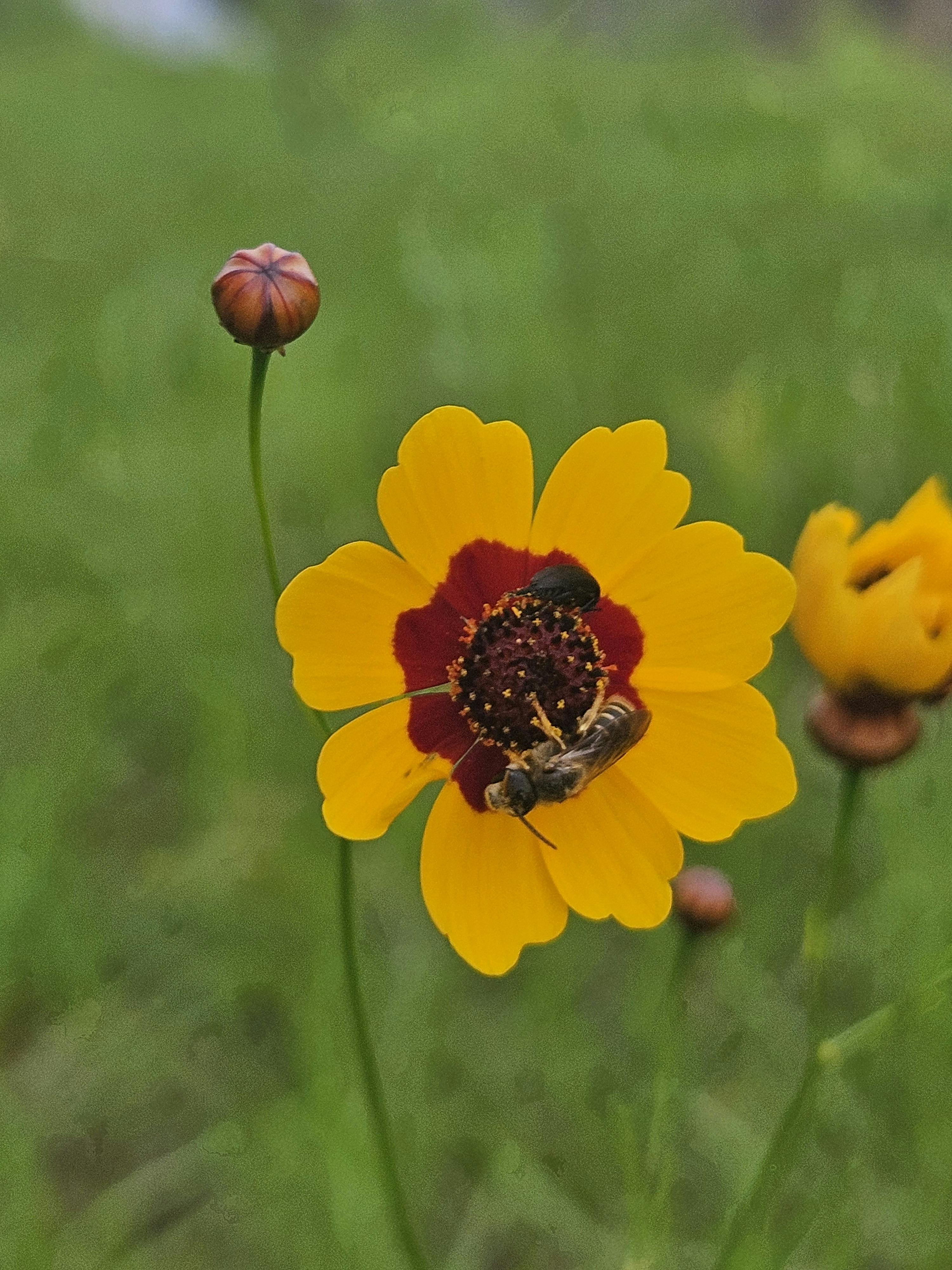 Flower With Bee Photos, Download The BEST Free Flower With Bee Stock ...