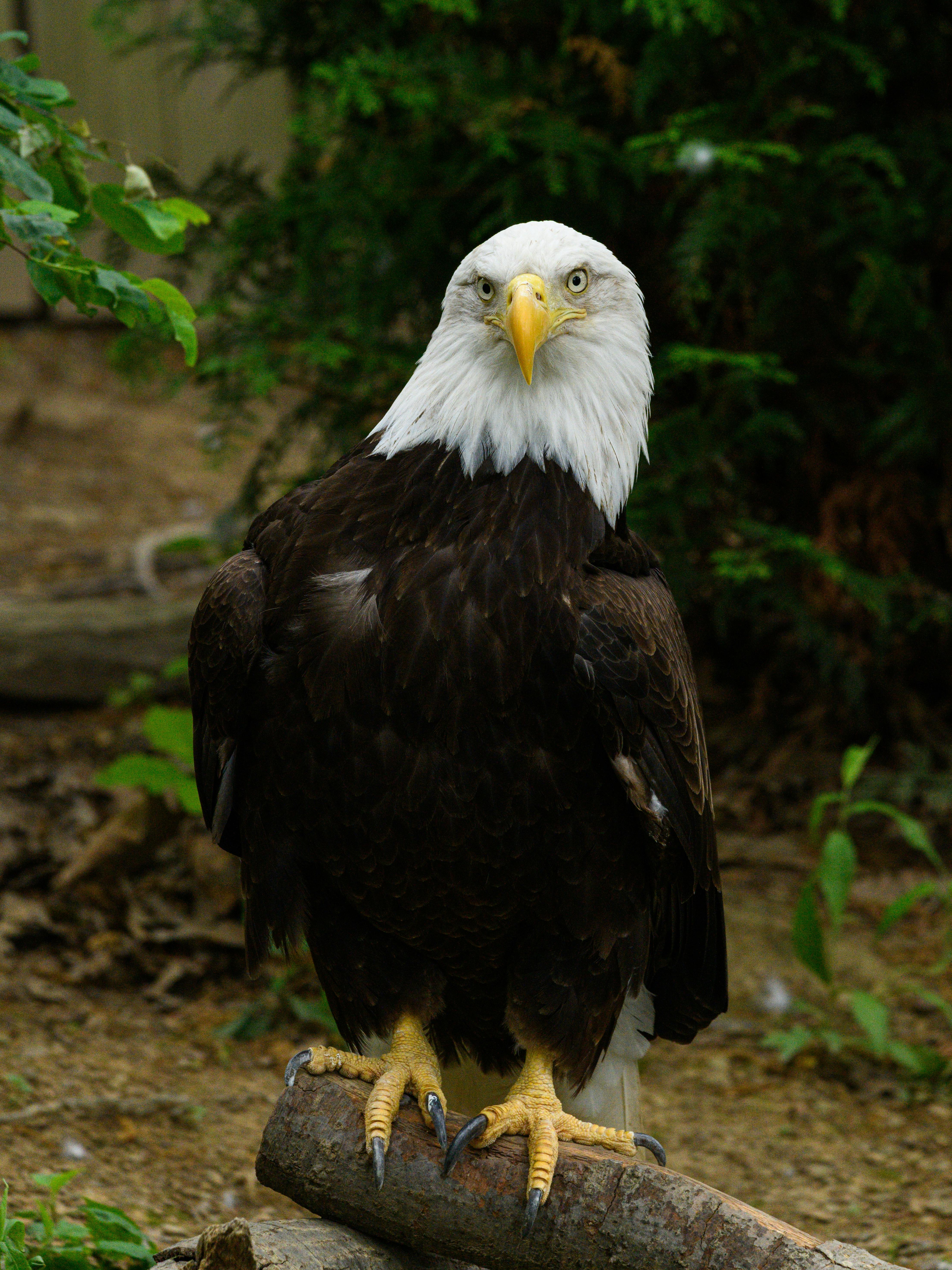 Regal Bird Photos, Download The BEST Free Regal Bird Stock Photos & HD ...