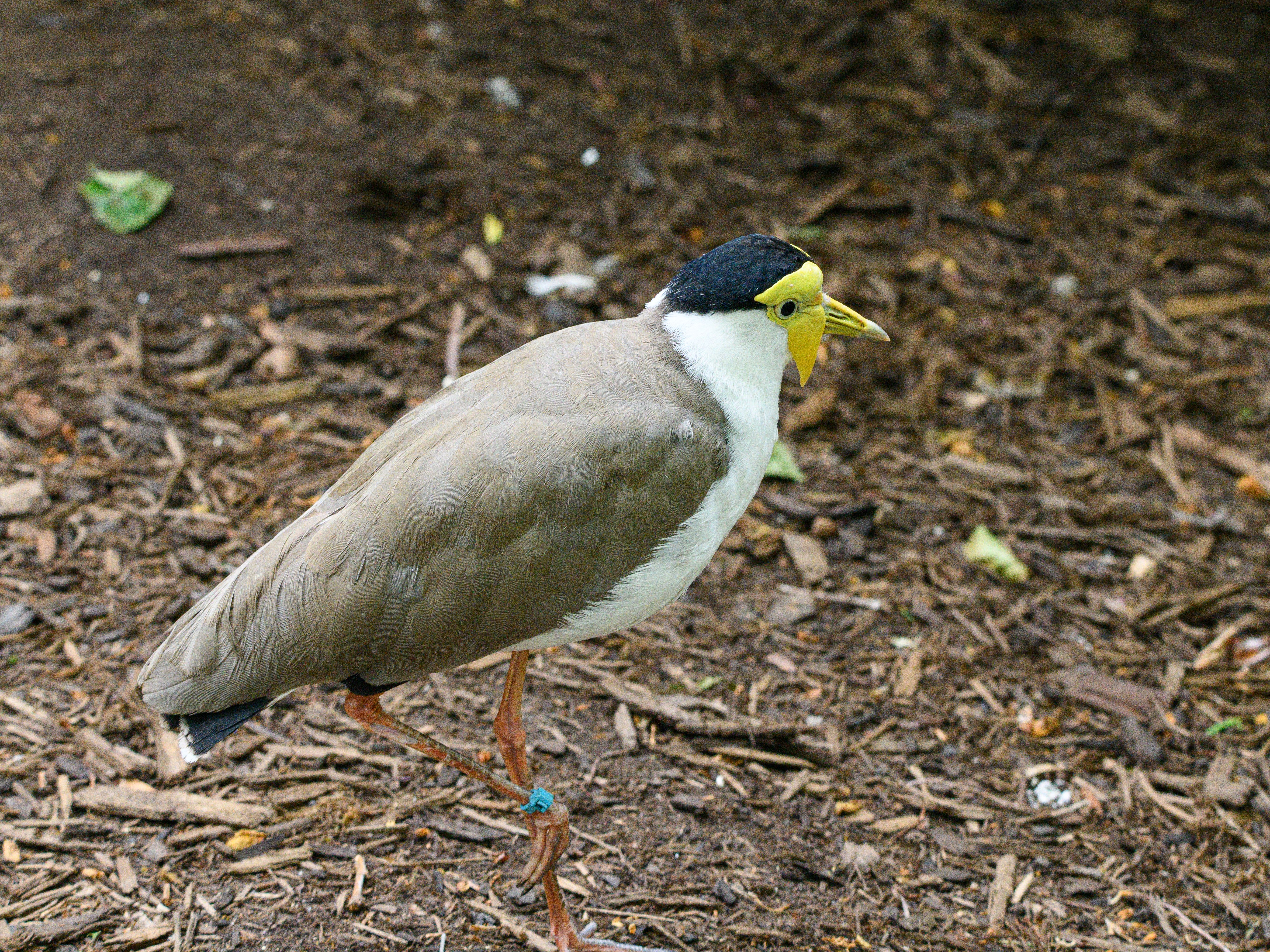 Masked Lapwing Bird on Forest Floor · Free Stock Photo