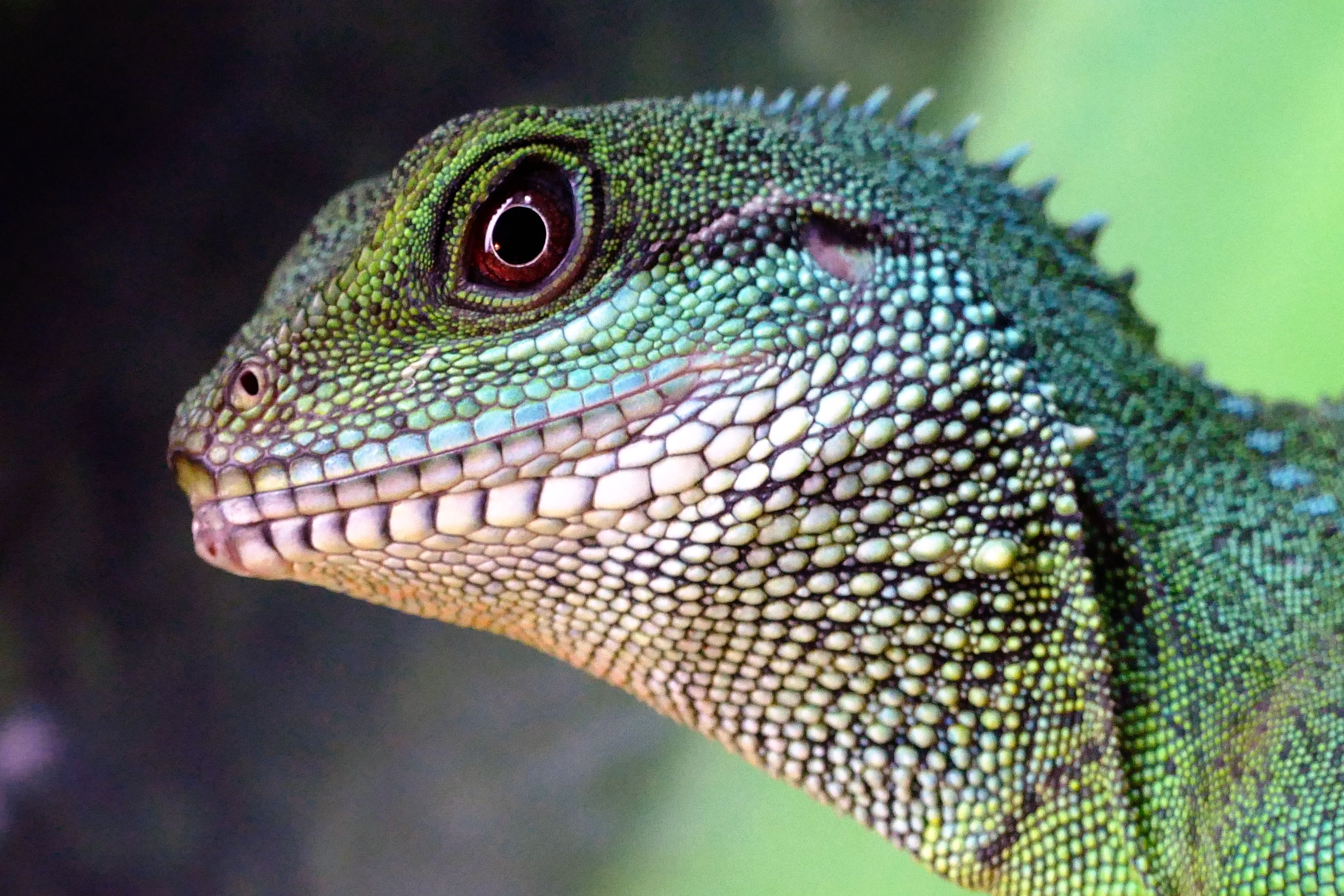 Close-up of a Iguana · Free Stock Photo