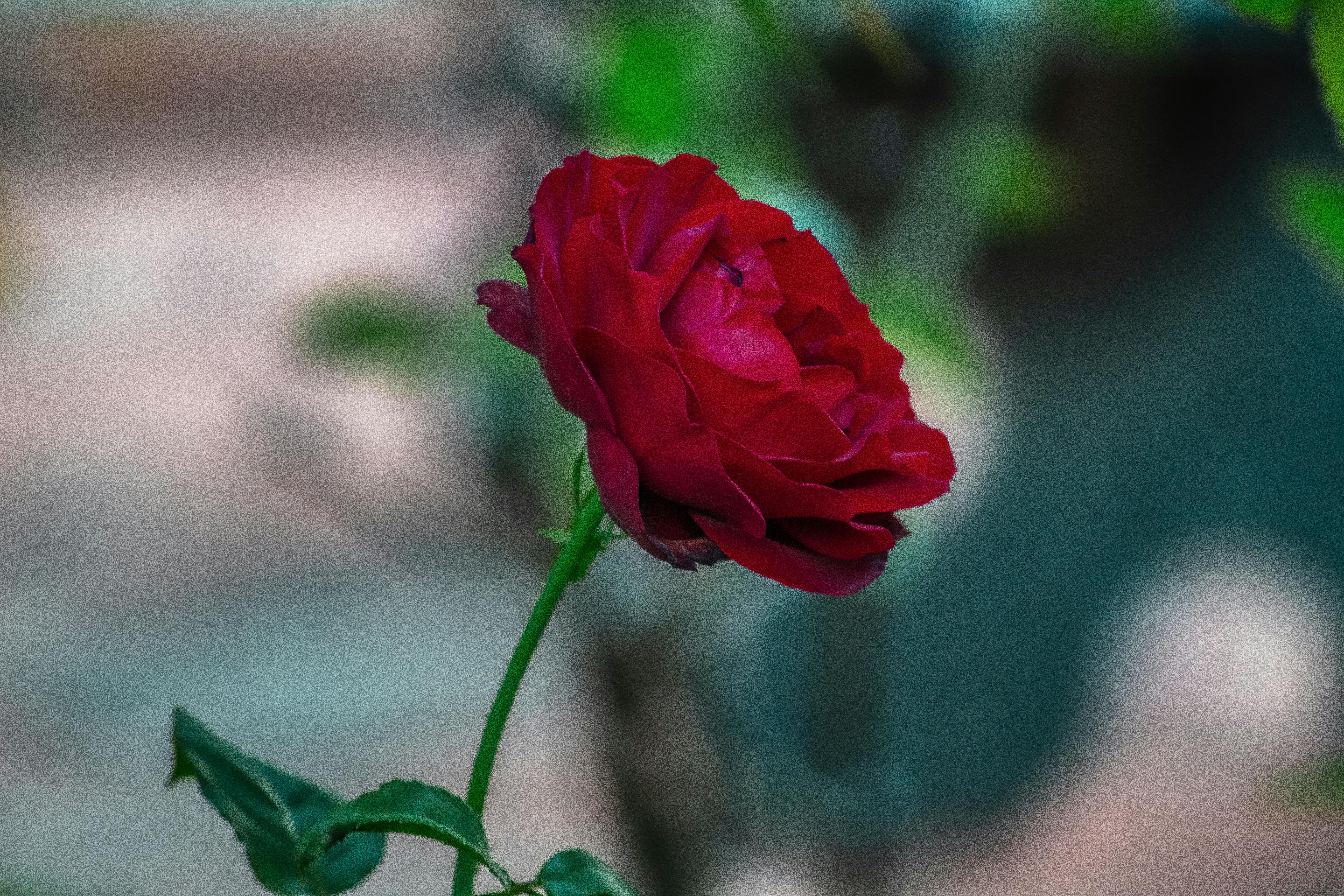 Close-up of a Vibrant Red Rose in Bloom · Free Stock Photo