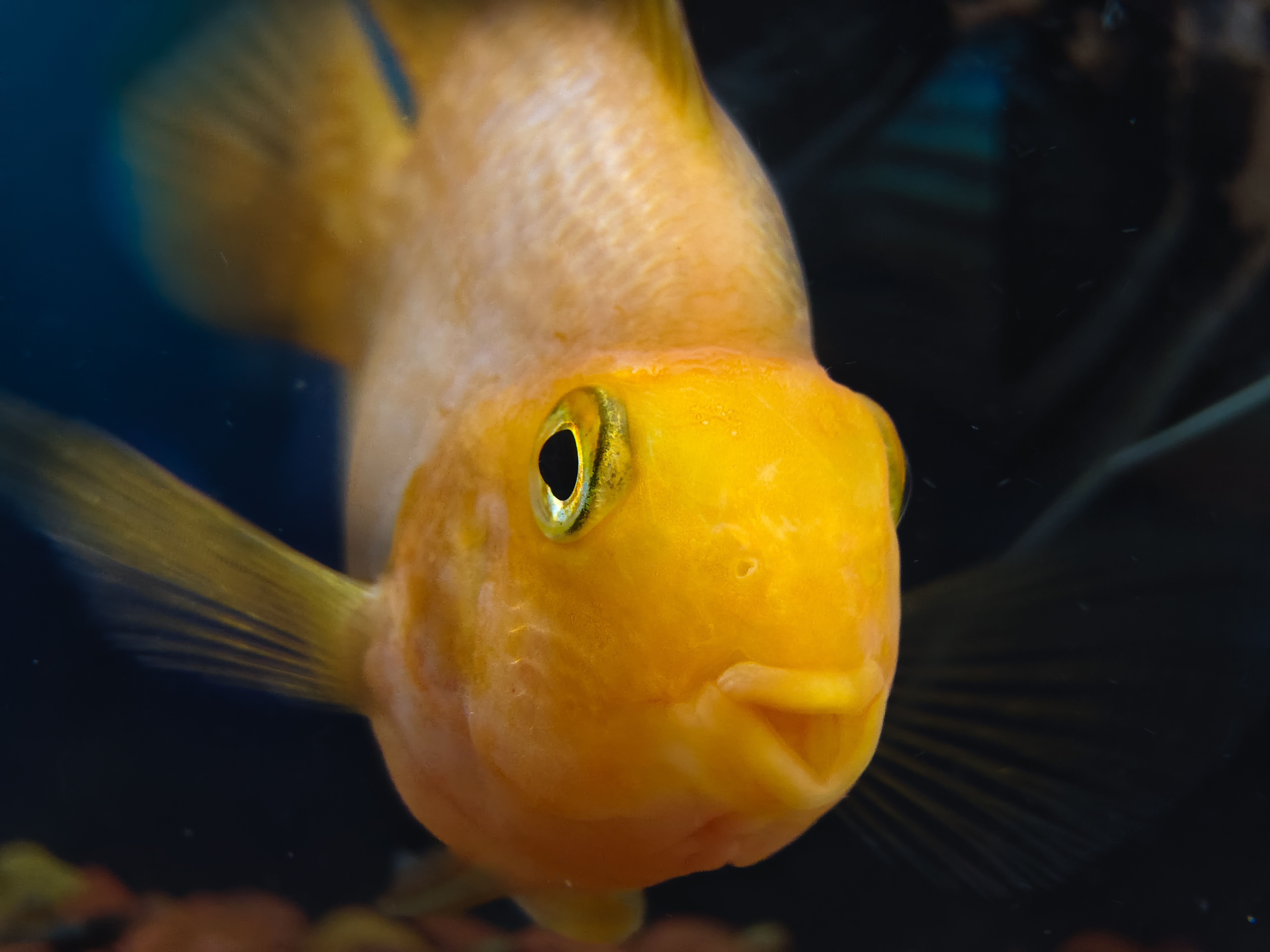 Yellow Fish in Close-up Photography · Free Stock Photo