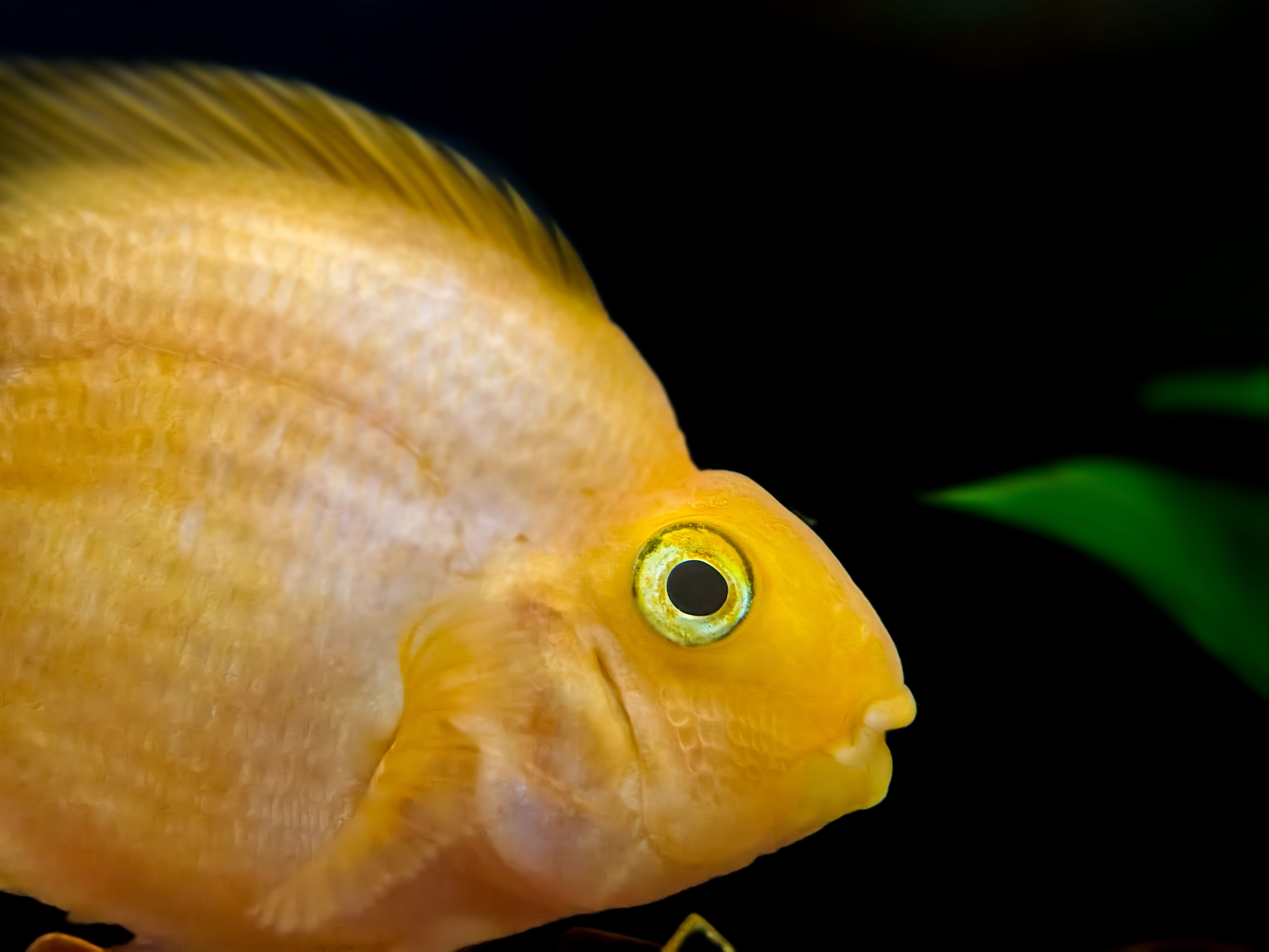 Primer Plano De Un Pez De Acuario De Color Amarillo Brillante · Foto de ...