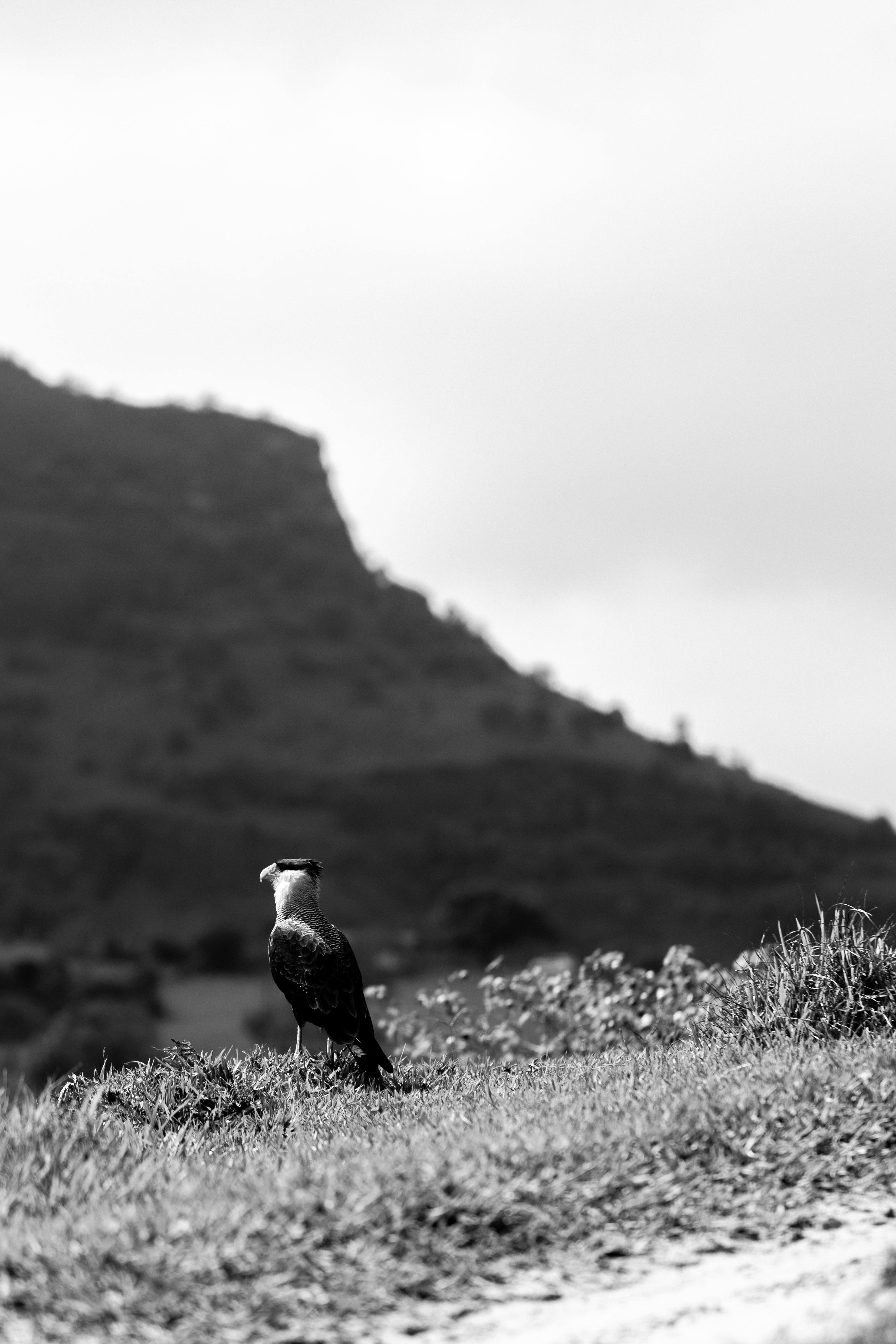 Retrato En Blanco Y Negro De Un Pájaro En Un Paisaje Salvaje · Foto de ...