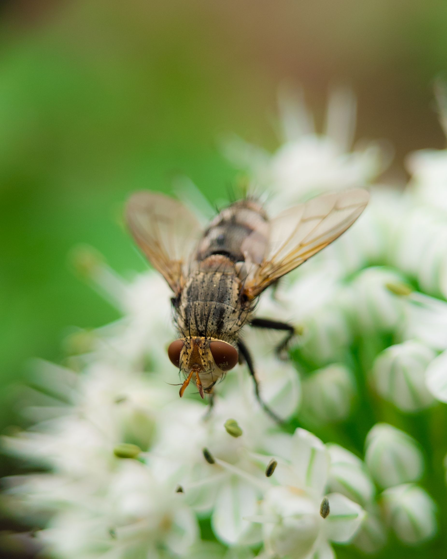 Close-up of a Fly on White Flower Petals · Free Stock Photo