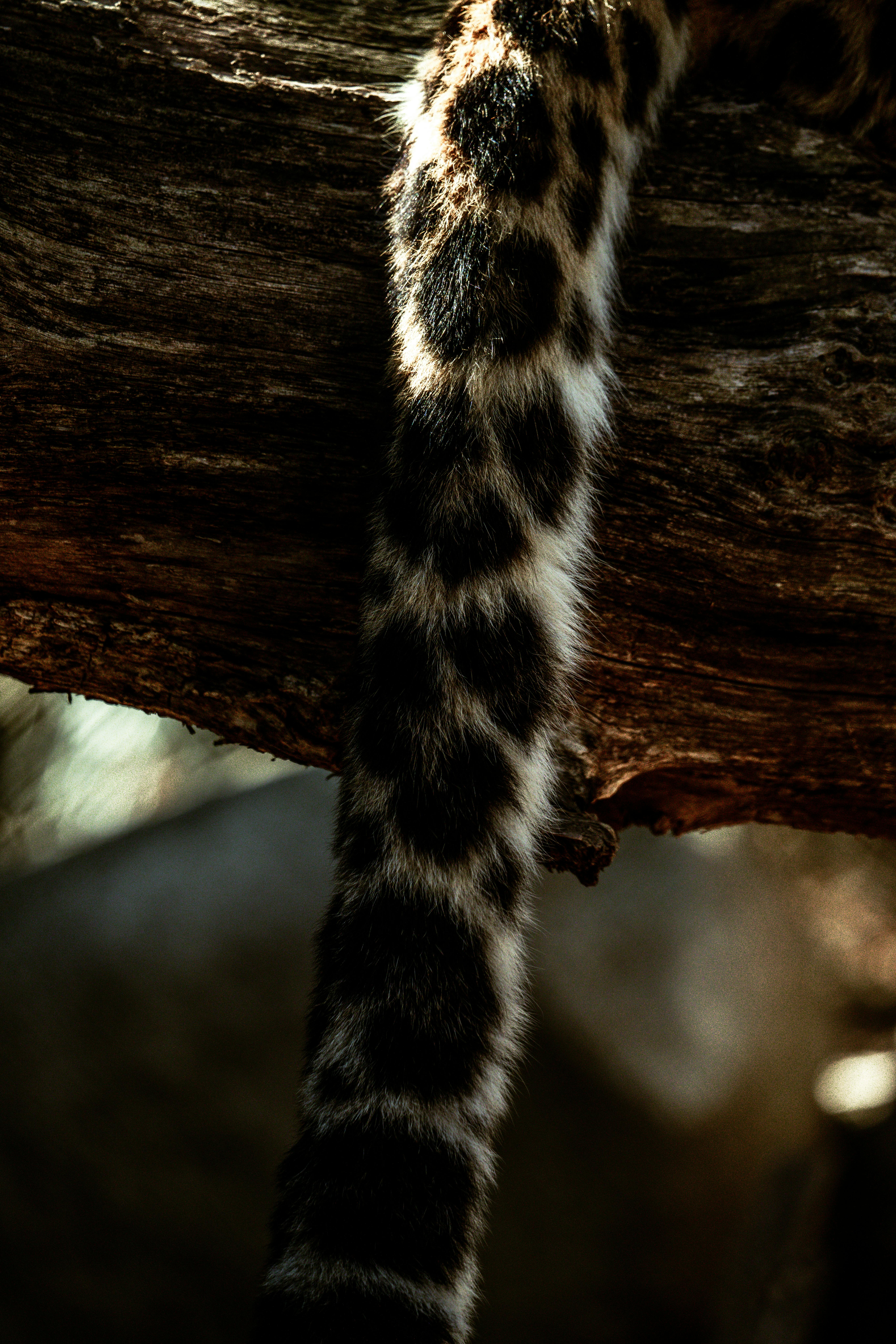 Leopard Tail Hanging from Tree in Forest · Free Stock Photo