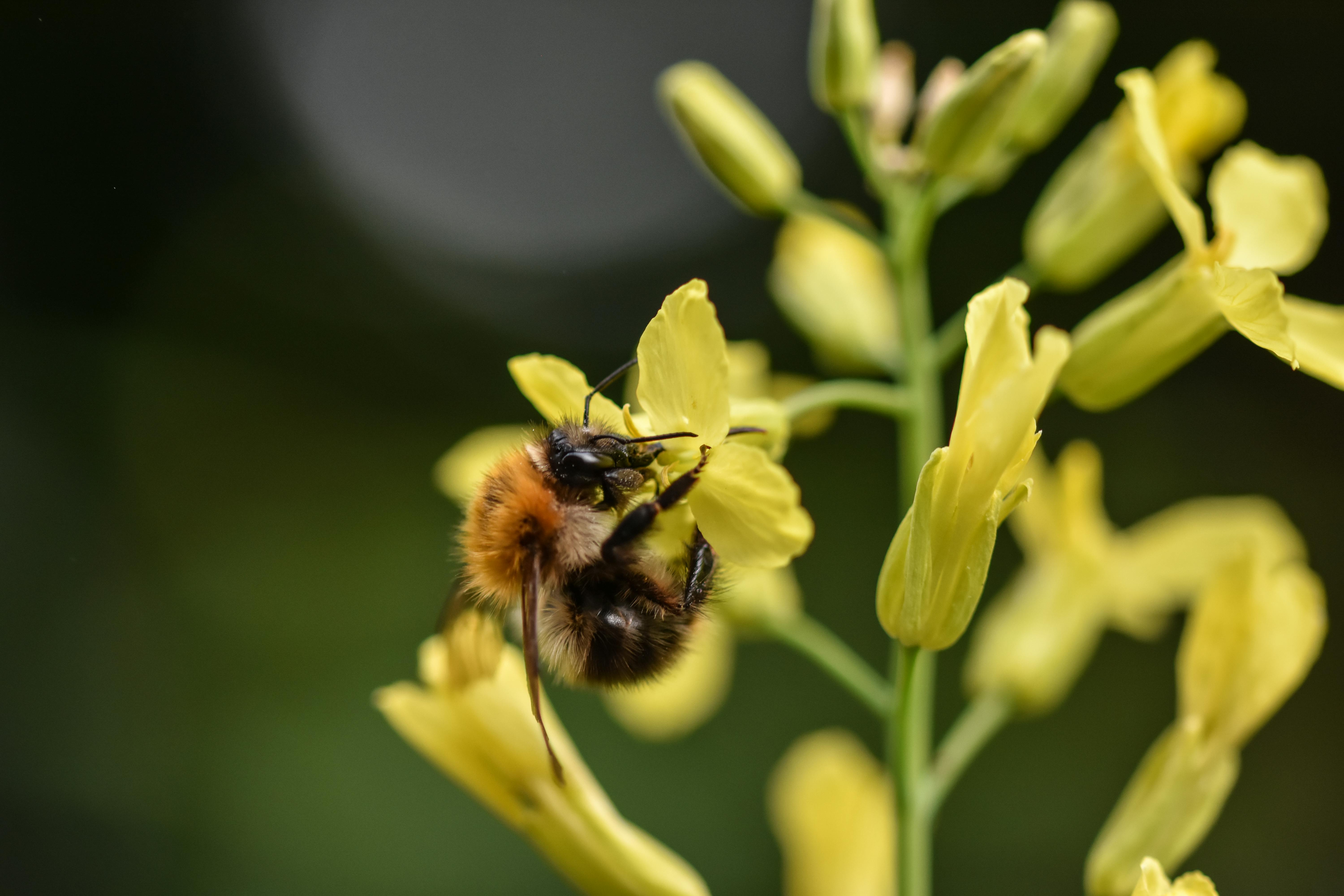 Bumblebee Photos, Download The BEST Free Bumblebee Stock Photos & HD Images