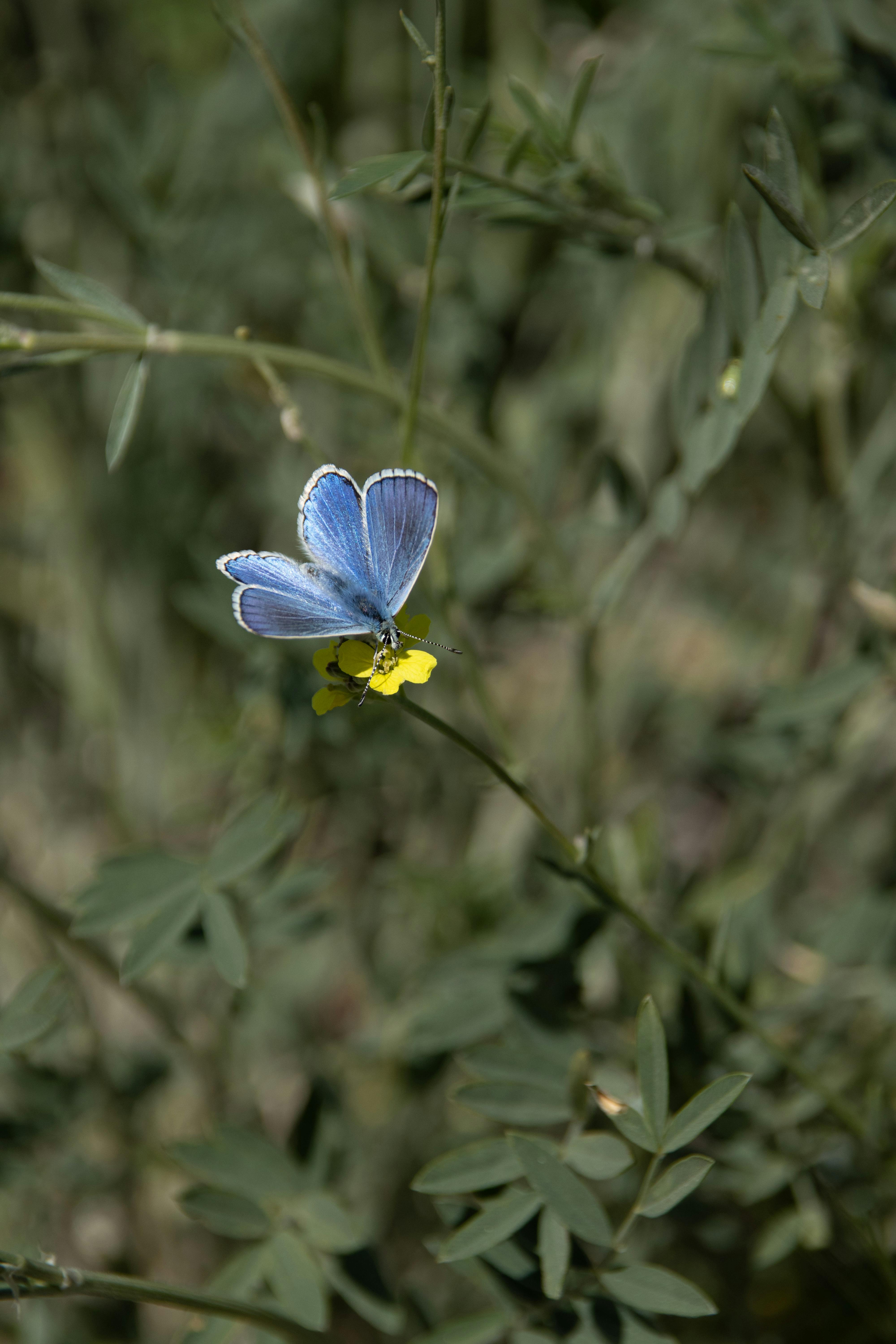 Scroller+Butterfly+Wings Photos, Download The BEST Free Scroller ...