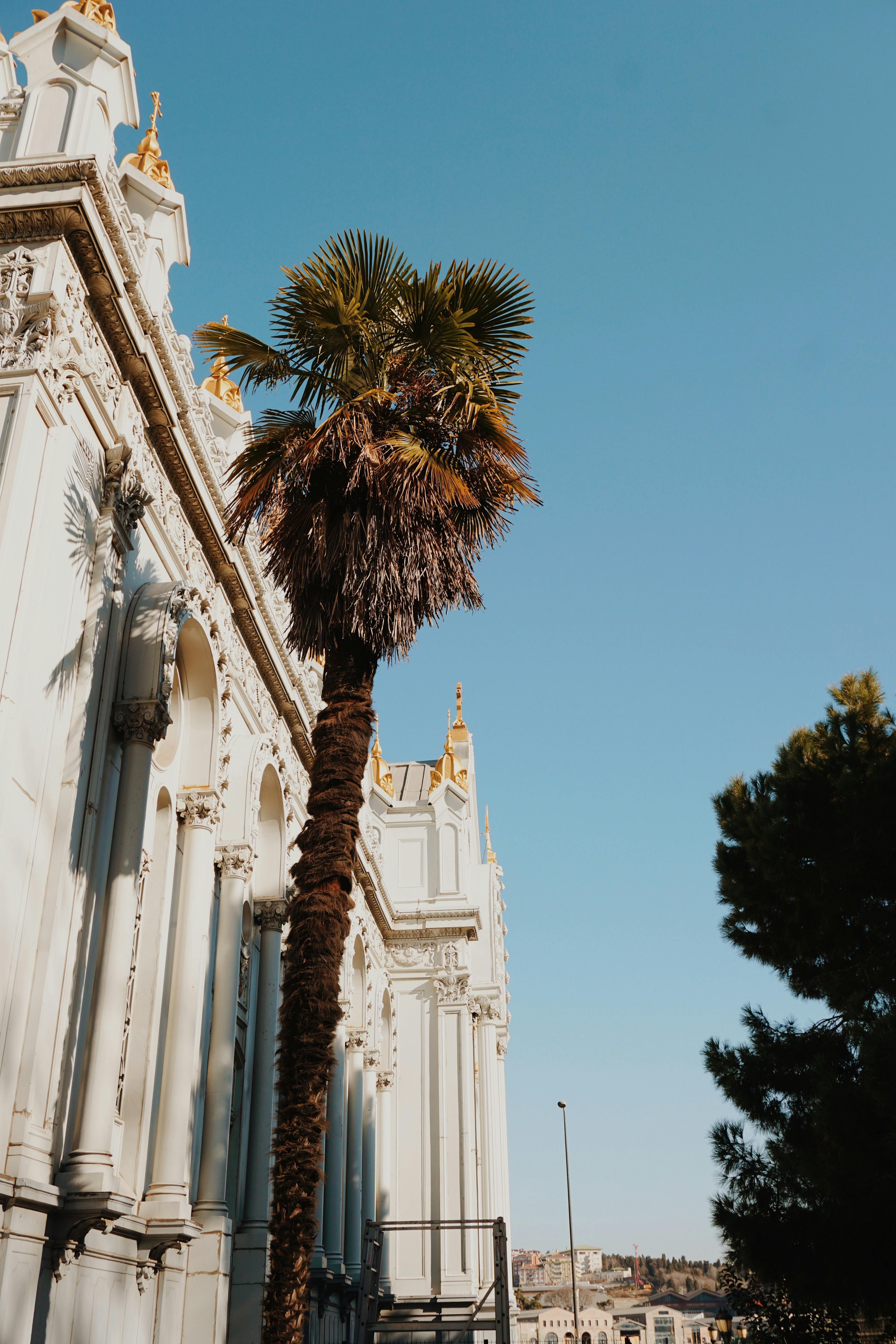 Sunny Architectural Scene with Palm Tree, Istanbul · Free Stock Photo