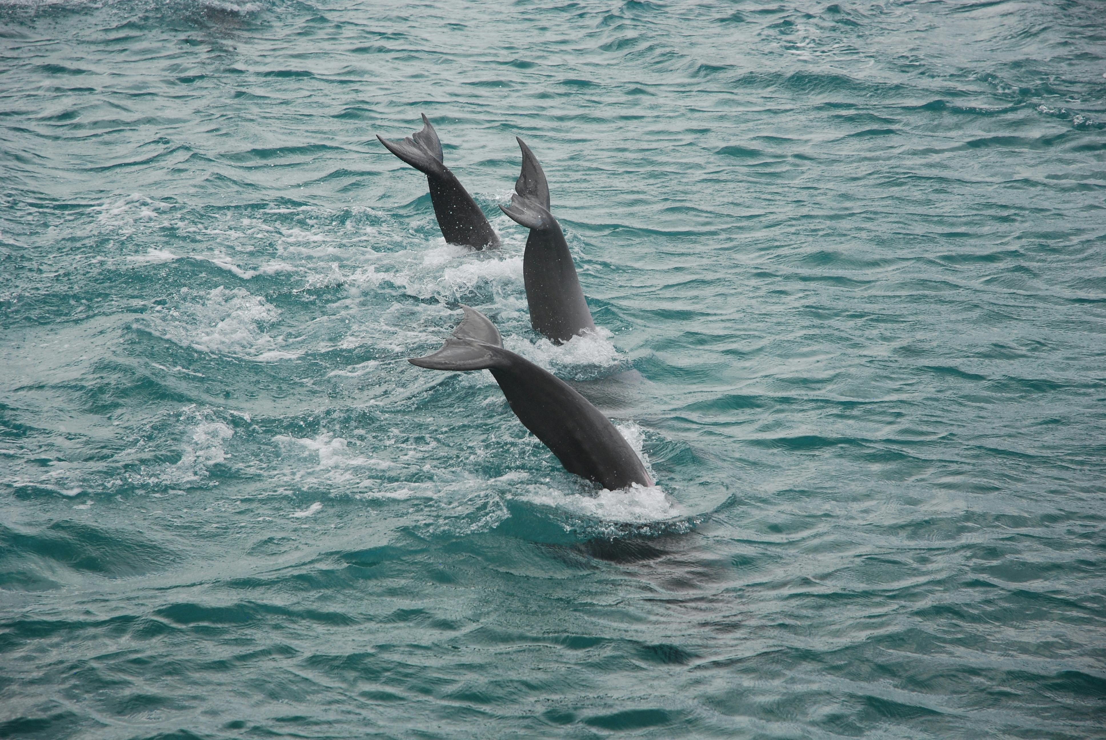 Dolphin Tails Playing in Ocean Waves · Free Stock Photo