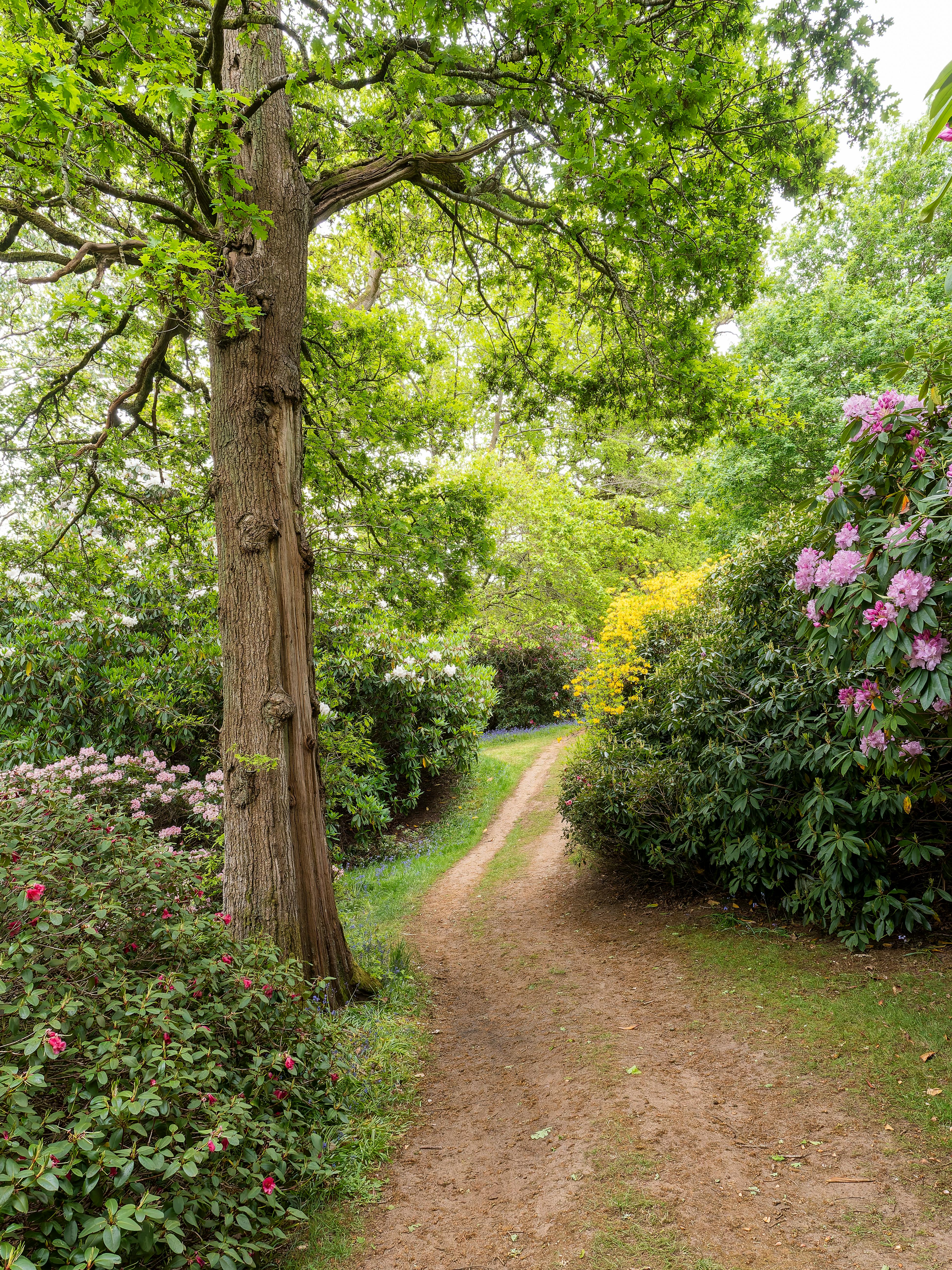 Winding Walk Photos, Download The BEST Free Winding Walk Stock Photos ...