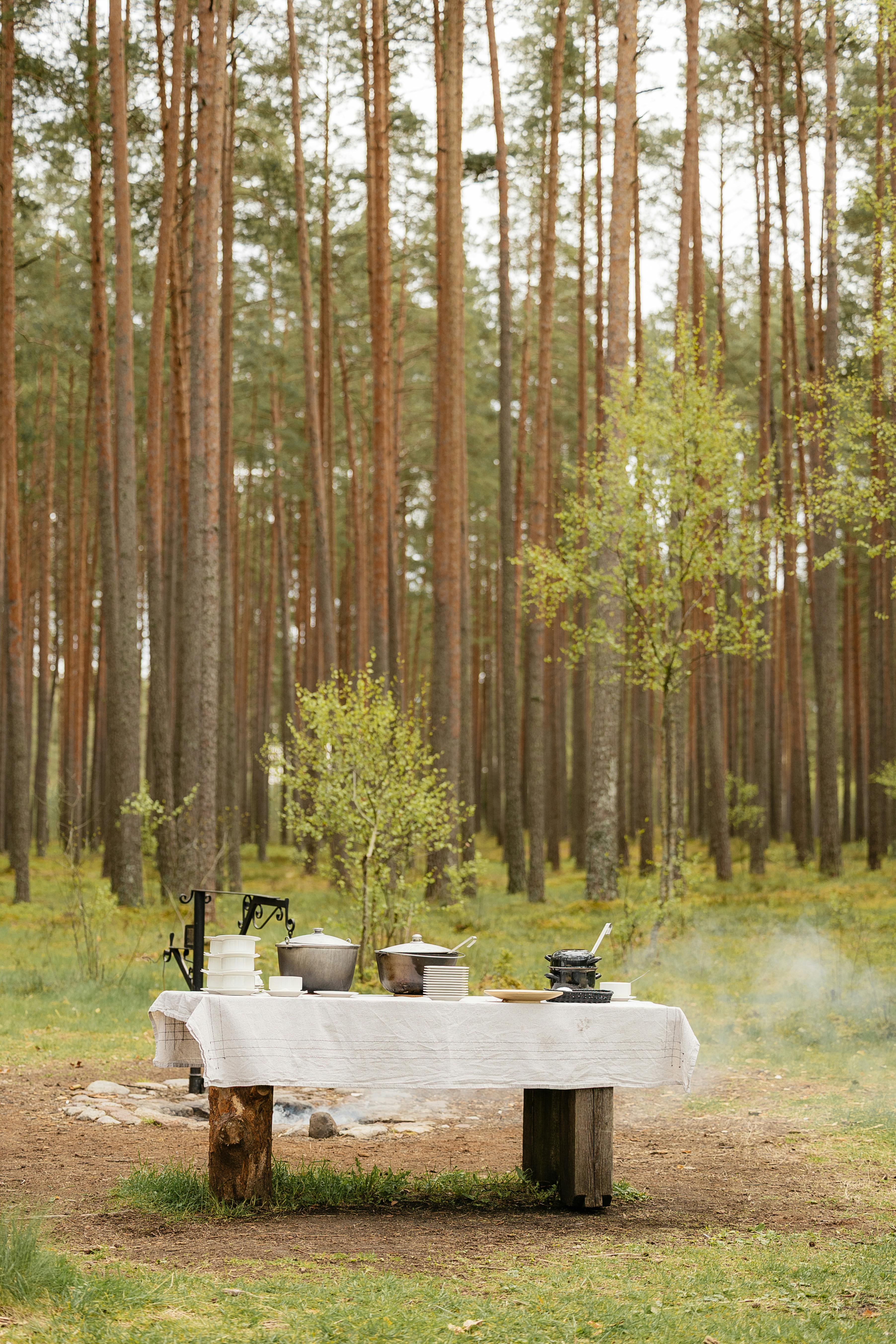 Rustic Outdoor Dining Setup in Pine Forest · Free Stock Photo