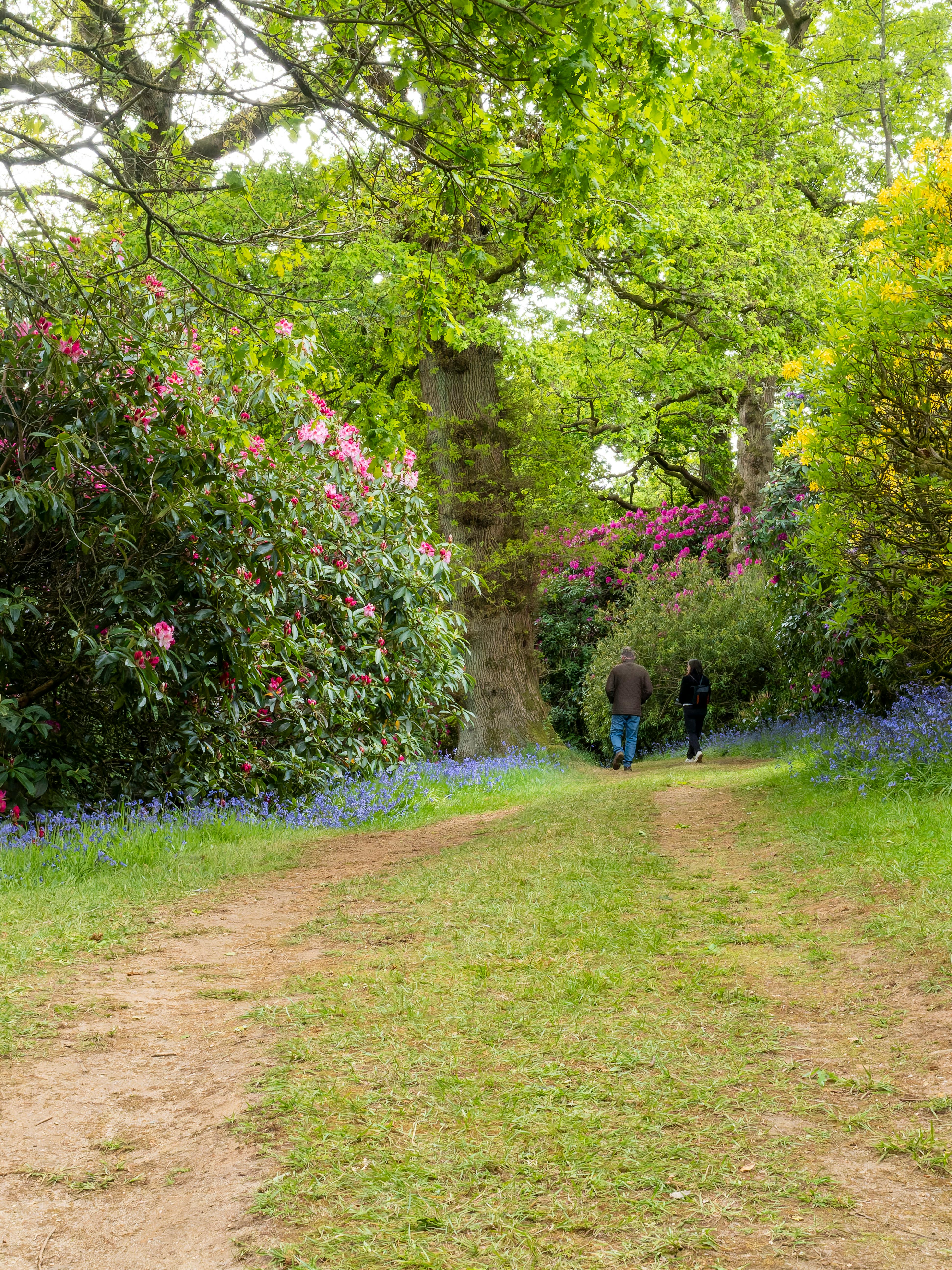 Bluebell Path Photos, Download The BEST Free Bluebell Path Stock Photos ...