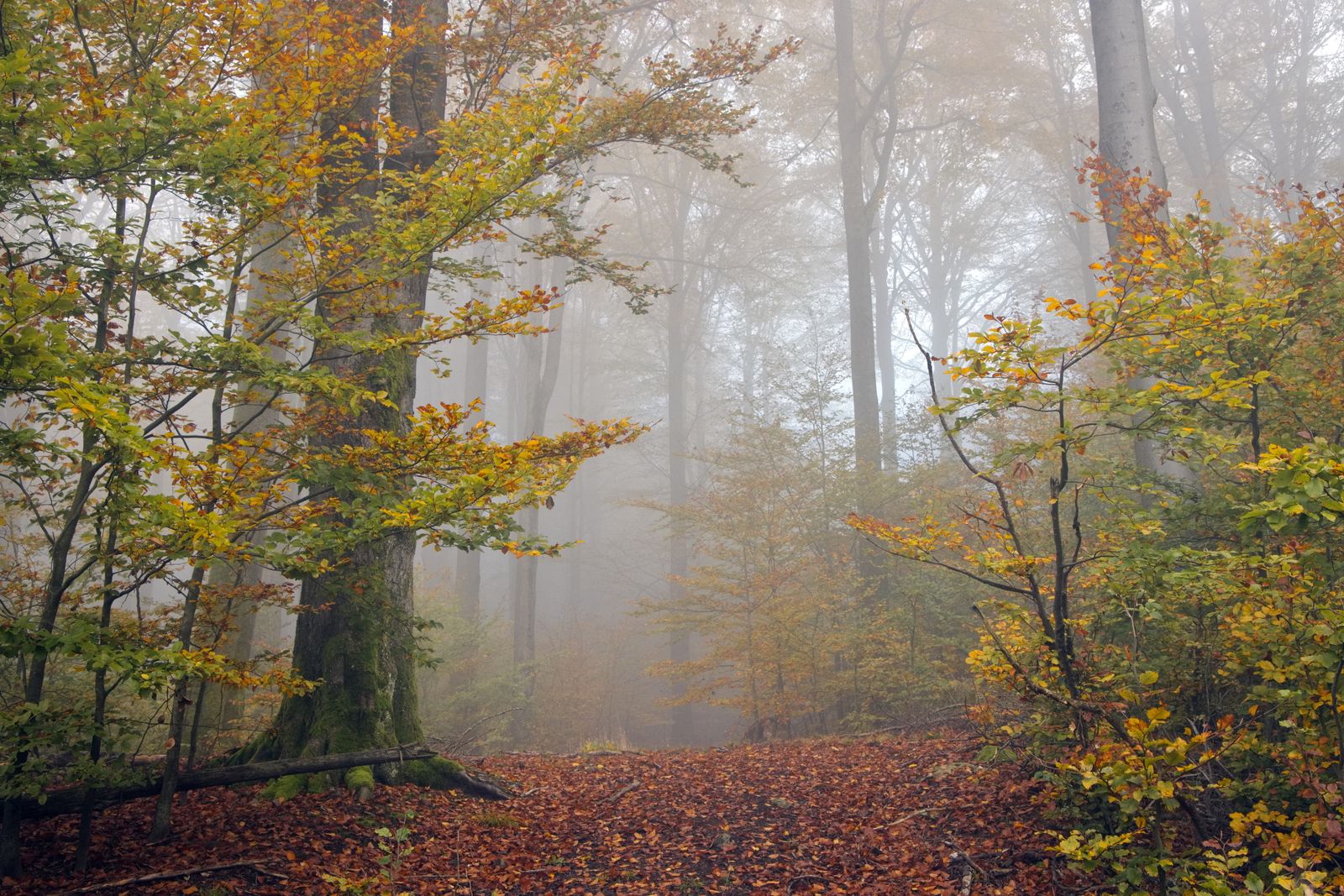 Autumn Landscape Photos, Download The BEST Free Autumn Landscape Stock ...