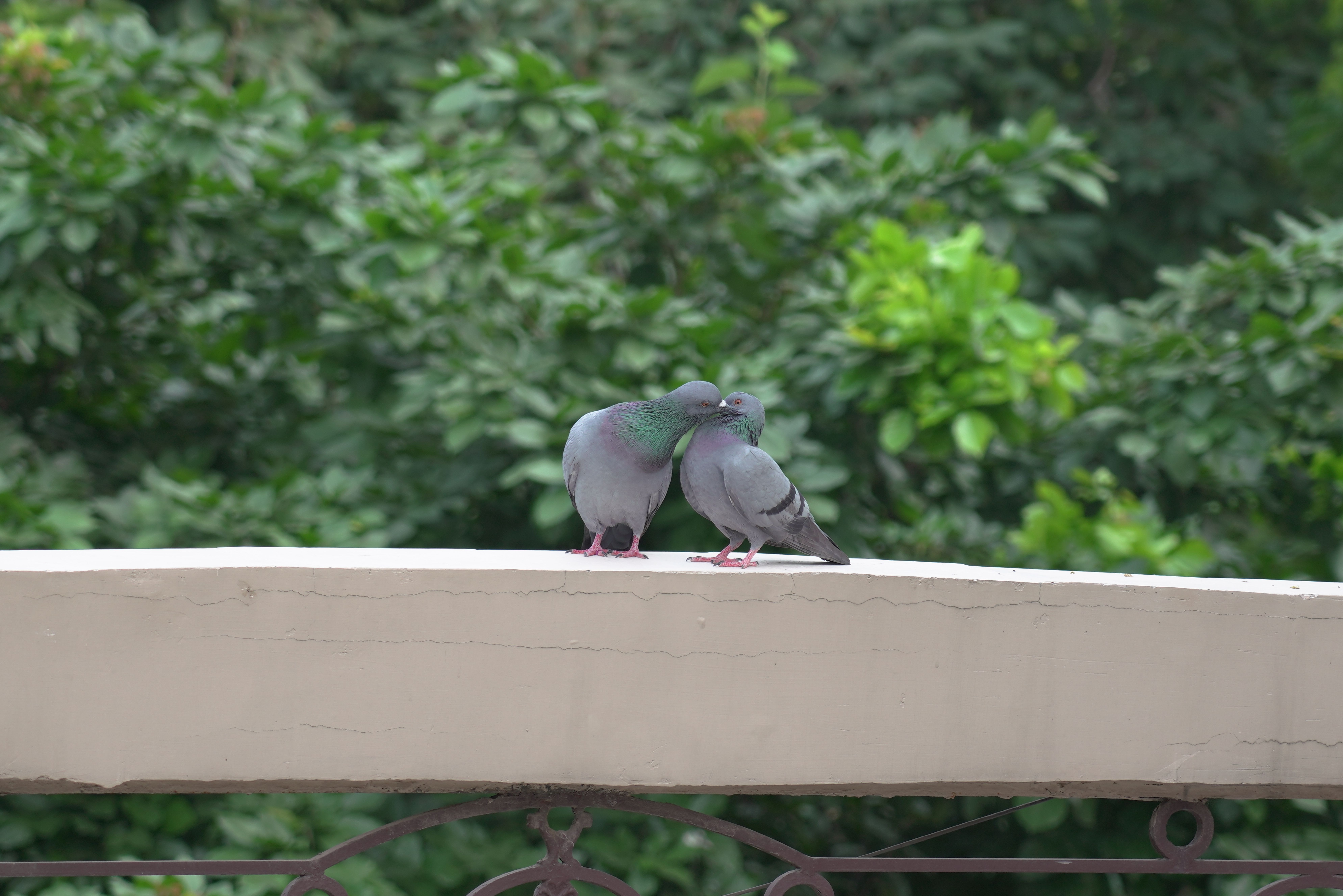 Free Stock Photo Of love Animal Kingdom Animal Lover